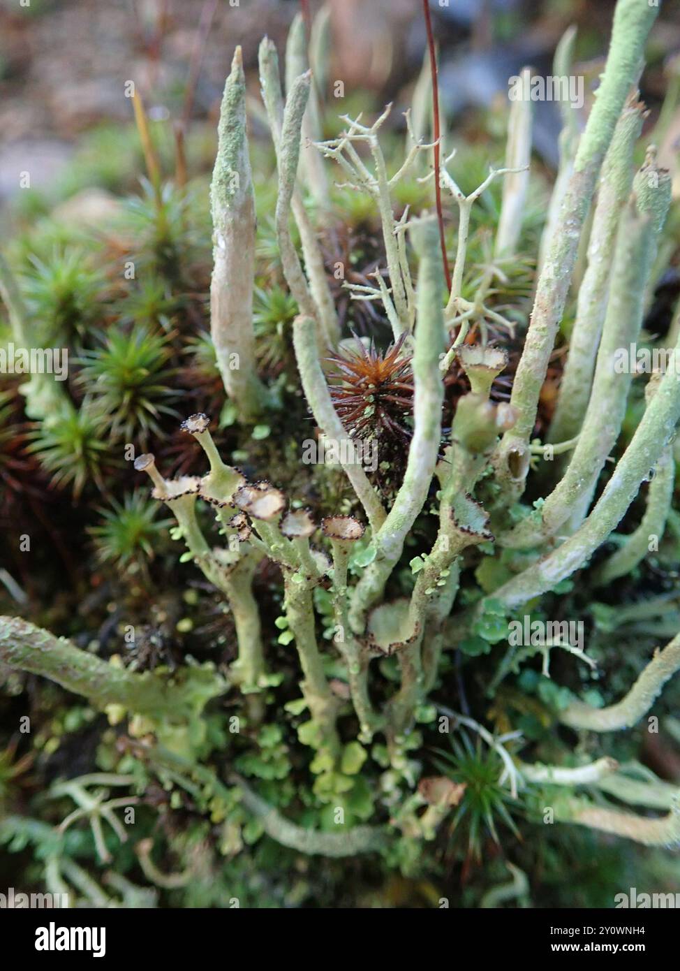 Ladder Lichen (Cladonia verticillata) Fungi Stock Photo - Alamy