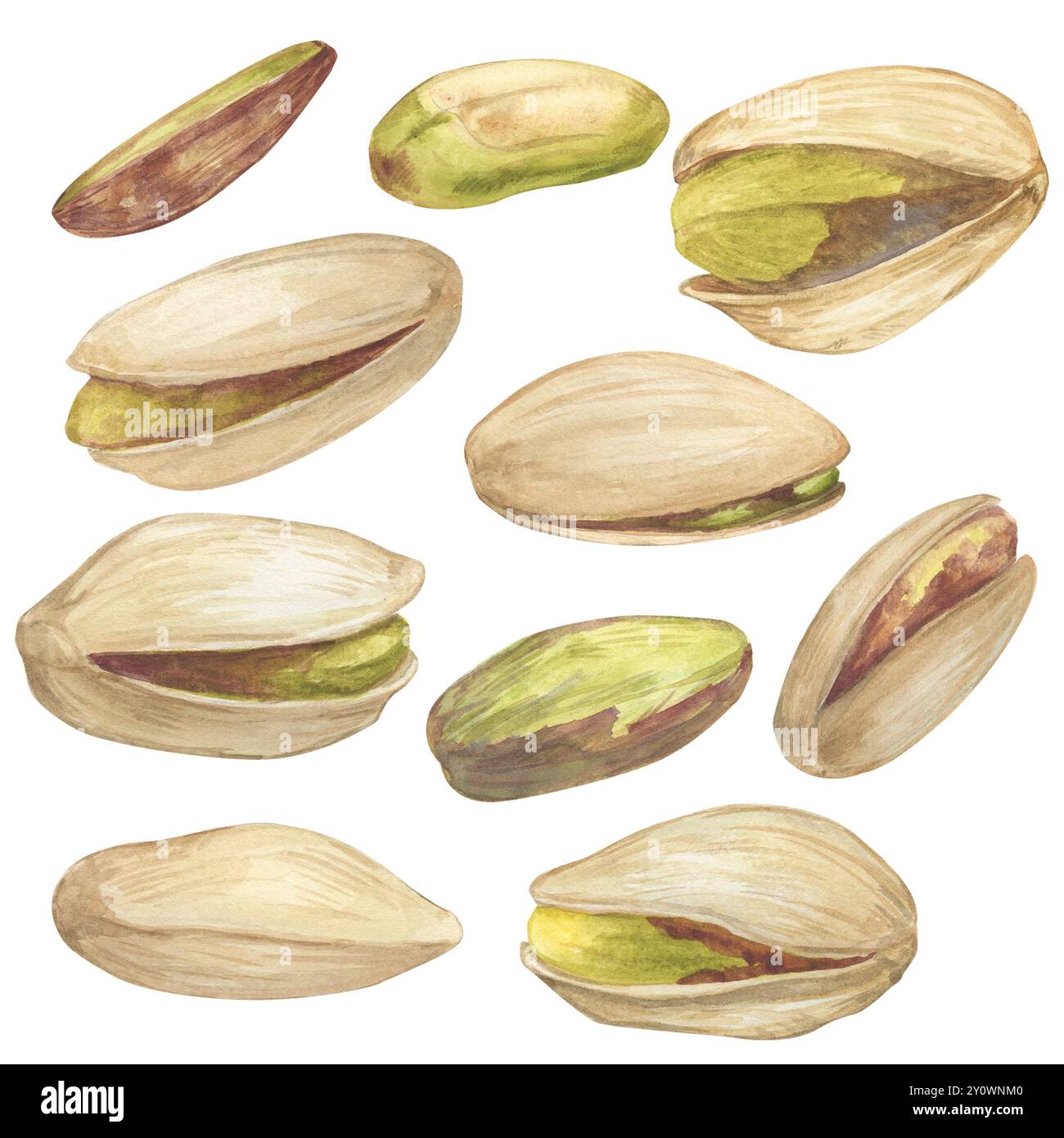 Pistachio nut watercolor illustration set. Botanical drawing sketch ...