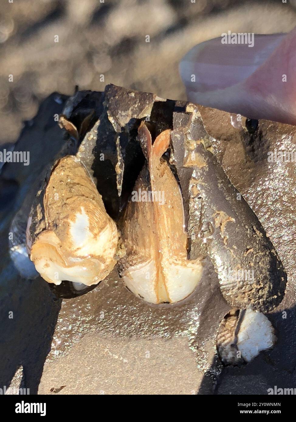 Flat-tip Piddock (Penitella penita) Mollusca Stock Photo - Alamy