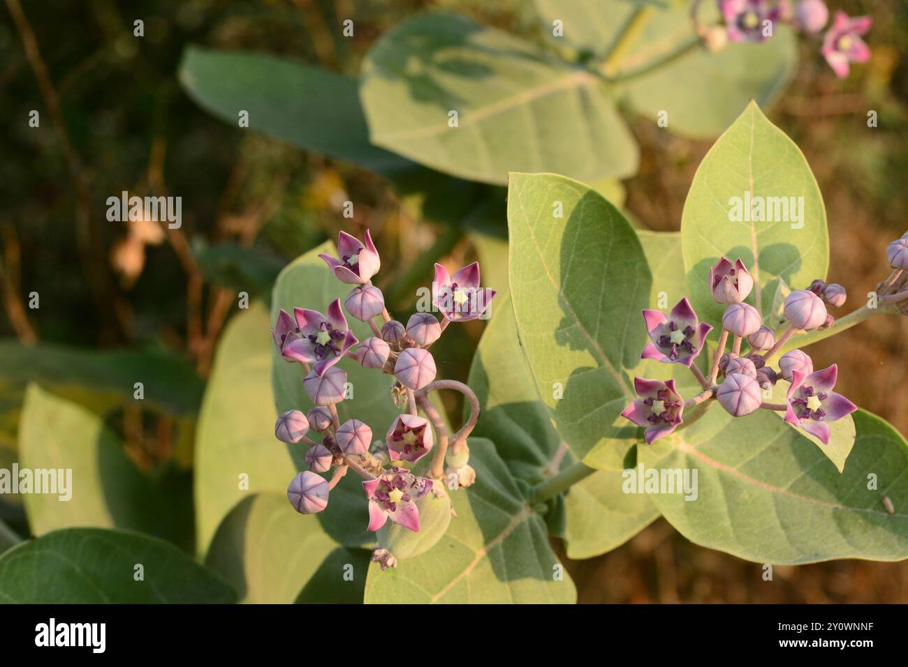 giant milkweed (Calotropis procera) Plantae Stock Photo - Alamy