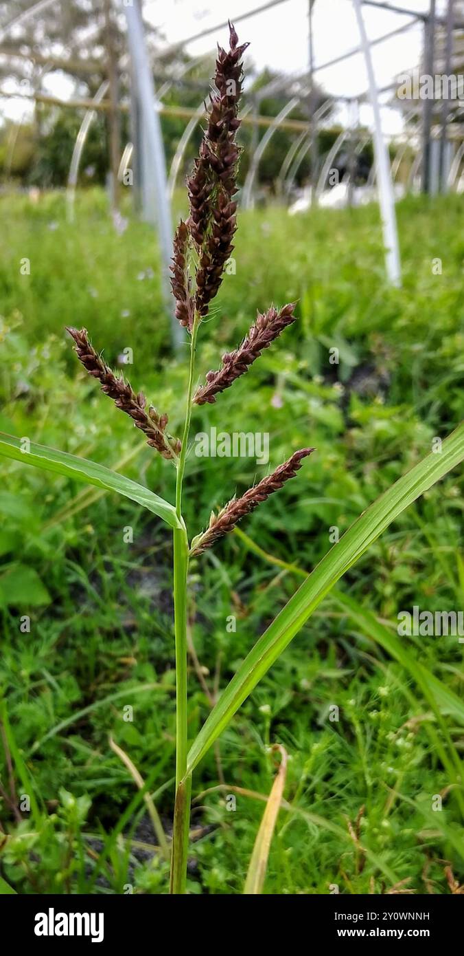 Jungle Rice (Echinochloa colonum) Plantae Stock Photo - Alamy