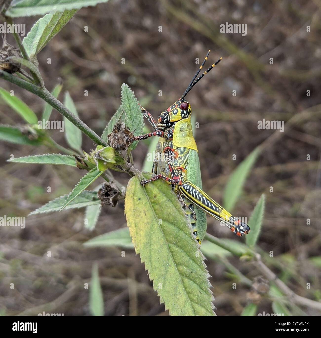 Variegated grasshopper (Zonocerus variegatus) Insecta Stock Photo - Alamy