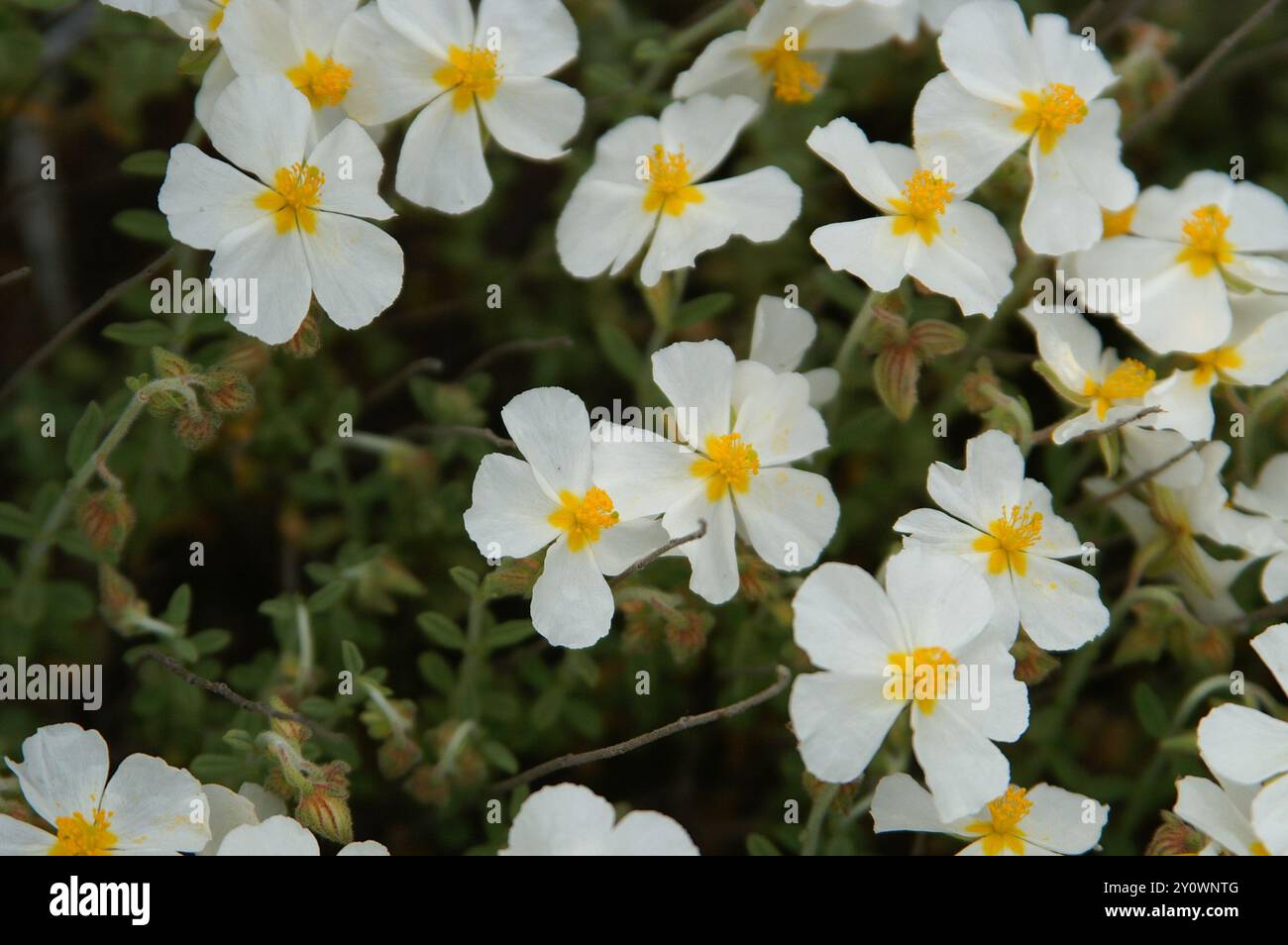 dwarf rock-roses (Helianthemum) Plantae Stock Photo - Alamy