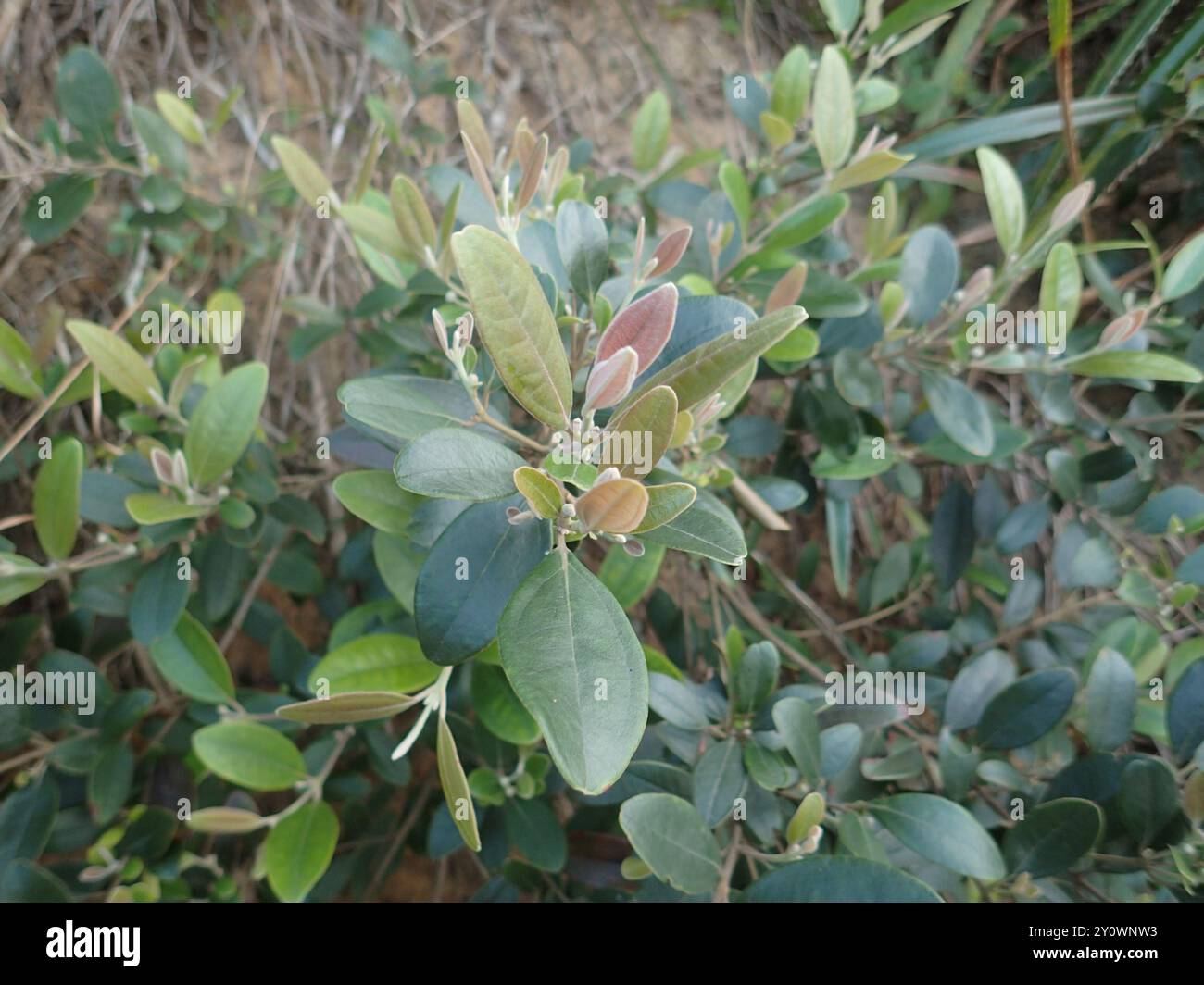 Rose Myrtle (Rhodomyrtus tomentosa) Plantae Stock Photo - Alamy