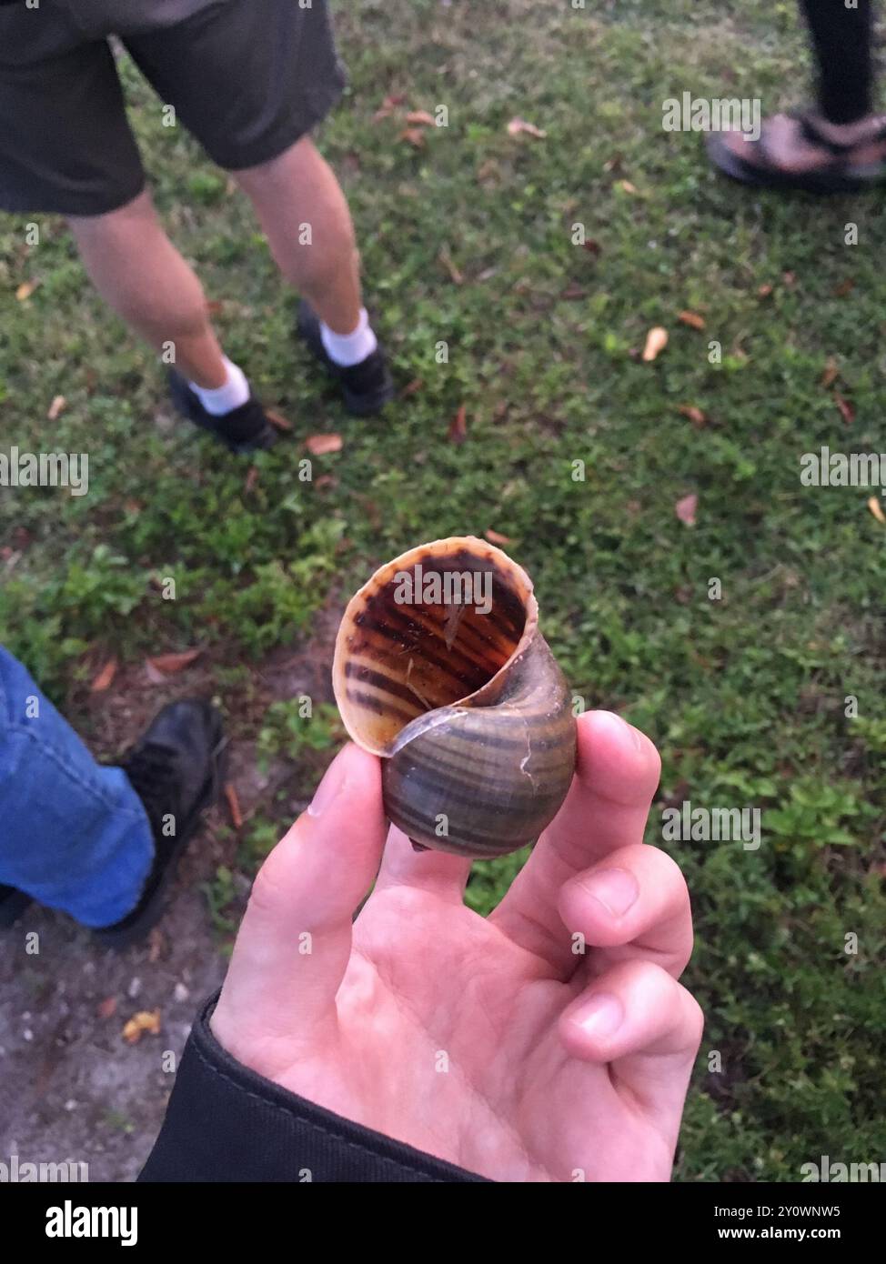 Island Apple Snail (Pomacea maculata) Mollusca Stock Photo - Alamy