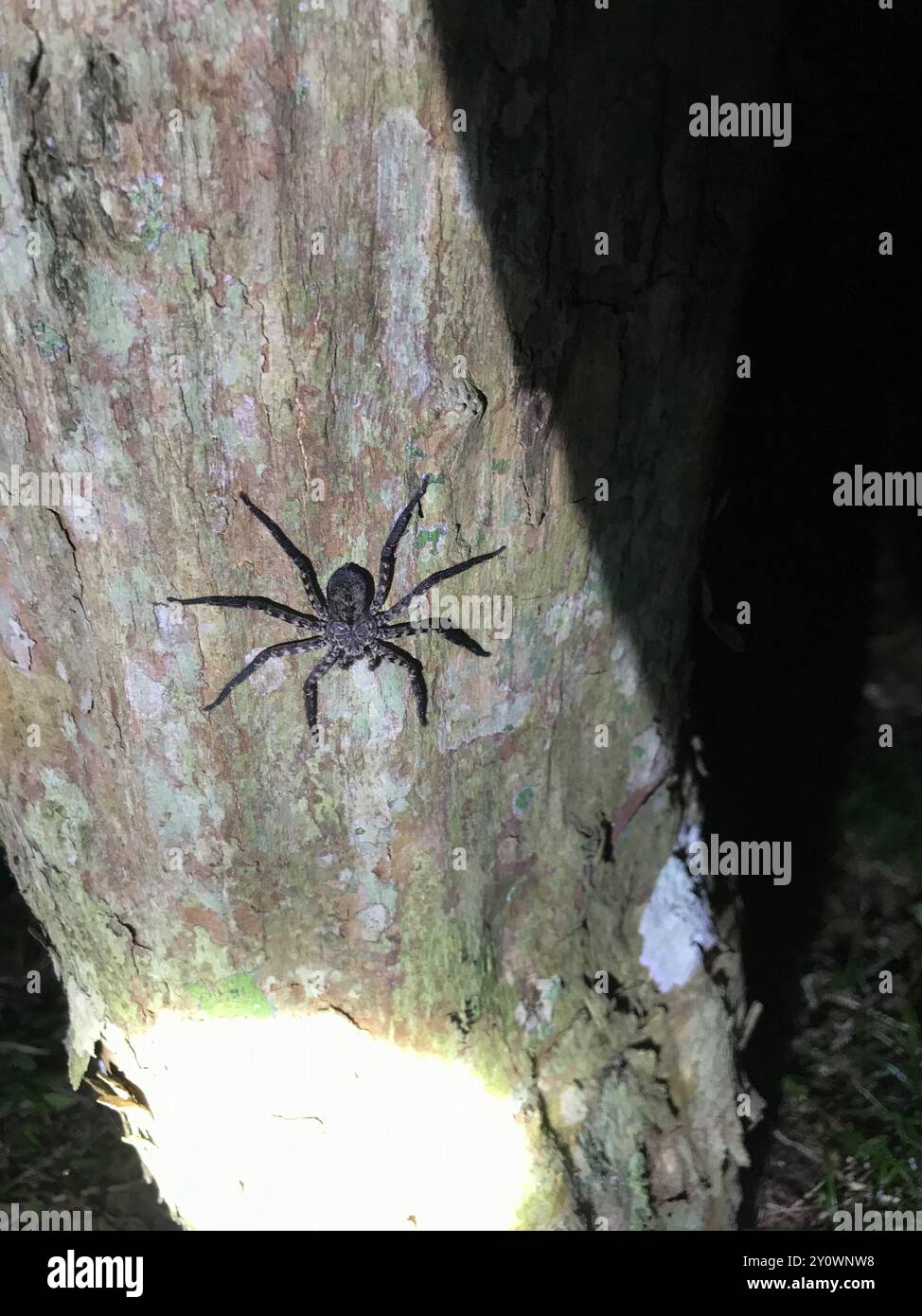 Crescent-eyed Spiders (Selenops) Arachnida Stock Photo - Alamy