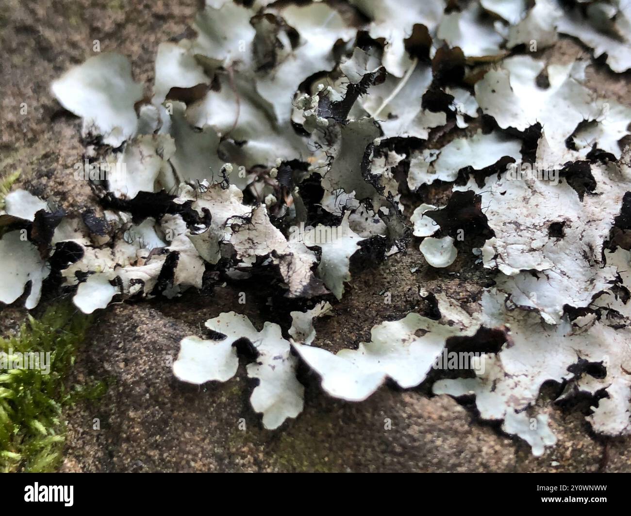 Ruffle Lichens (Parmotrema) Fungi Stock Photo - Alamy