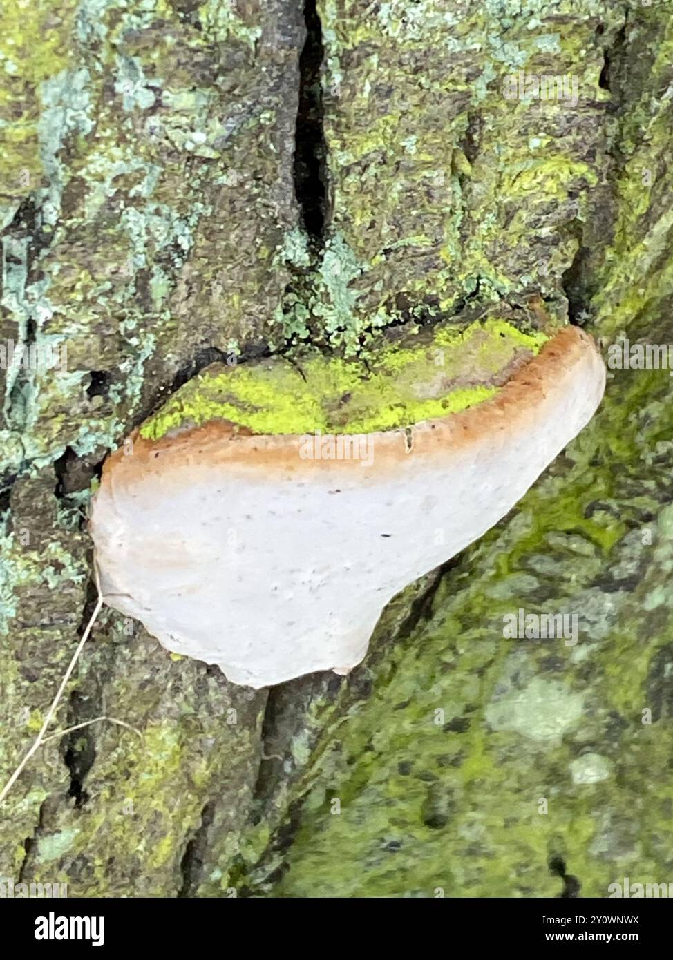 Robust Bracket (Fomitiporia robusta) Fungi Stock Photo - Alamy