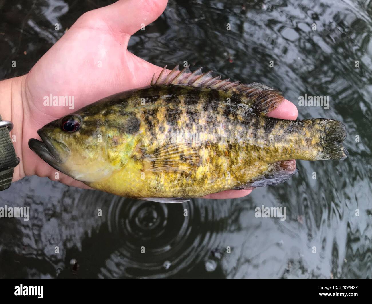 Warmouth (Lepomis gulosus) Actinopterygii Stock Photo - Alamy