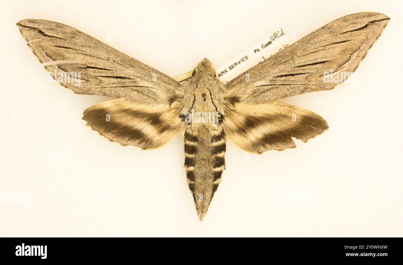 Great Ash Sphinx (Sphinx chersis) Insecta Stock Photo - Alamy