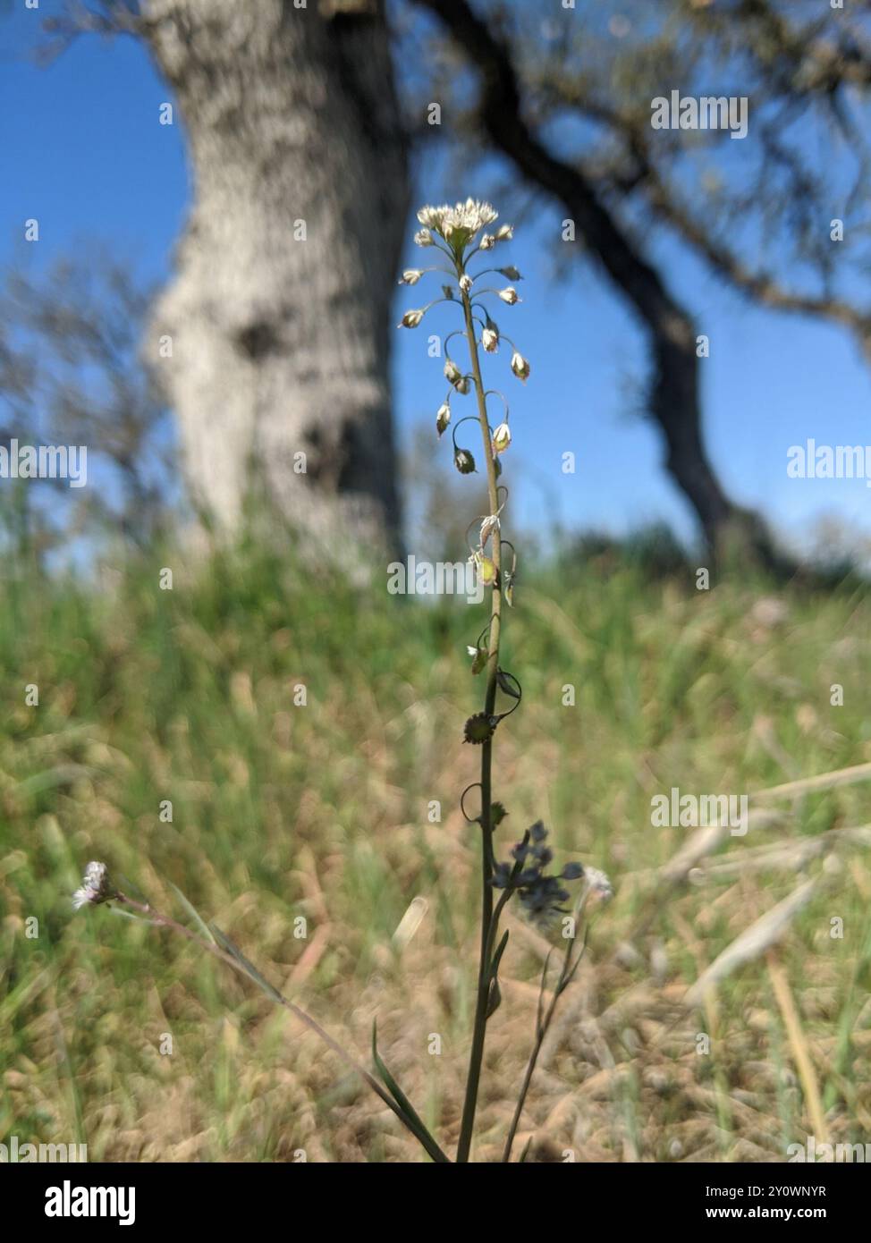 sand fringepod (Thysanocarpus curvipes) Plantae Stock Photo - Alamy