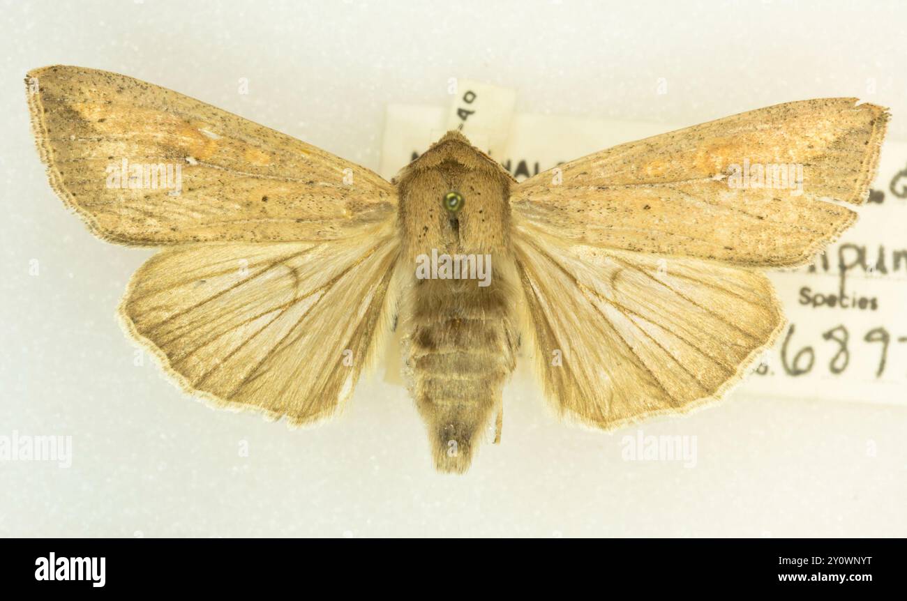 White-speck Moth (Mythimna unipuncta) Insecta Stock Photo - Alamy