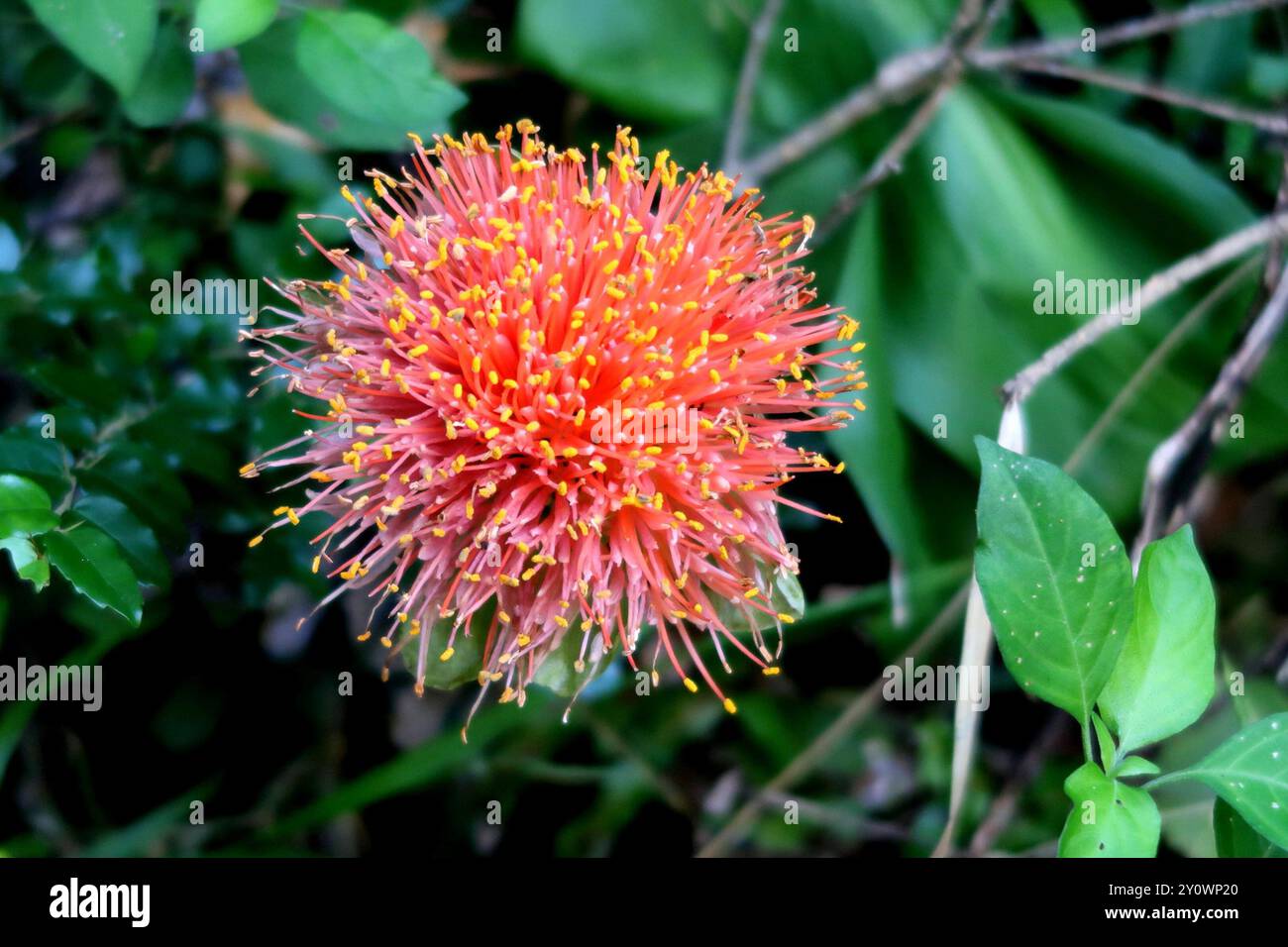 Paintbrush lily (Scadoxus puniceus) Plantae Stock Photo - Alamy
