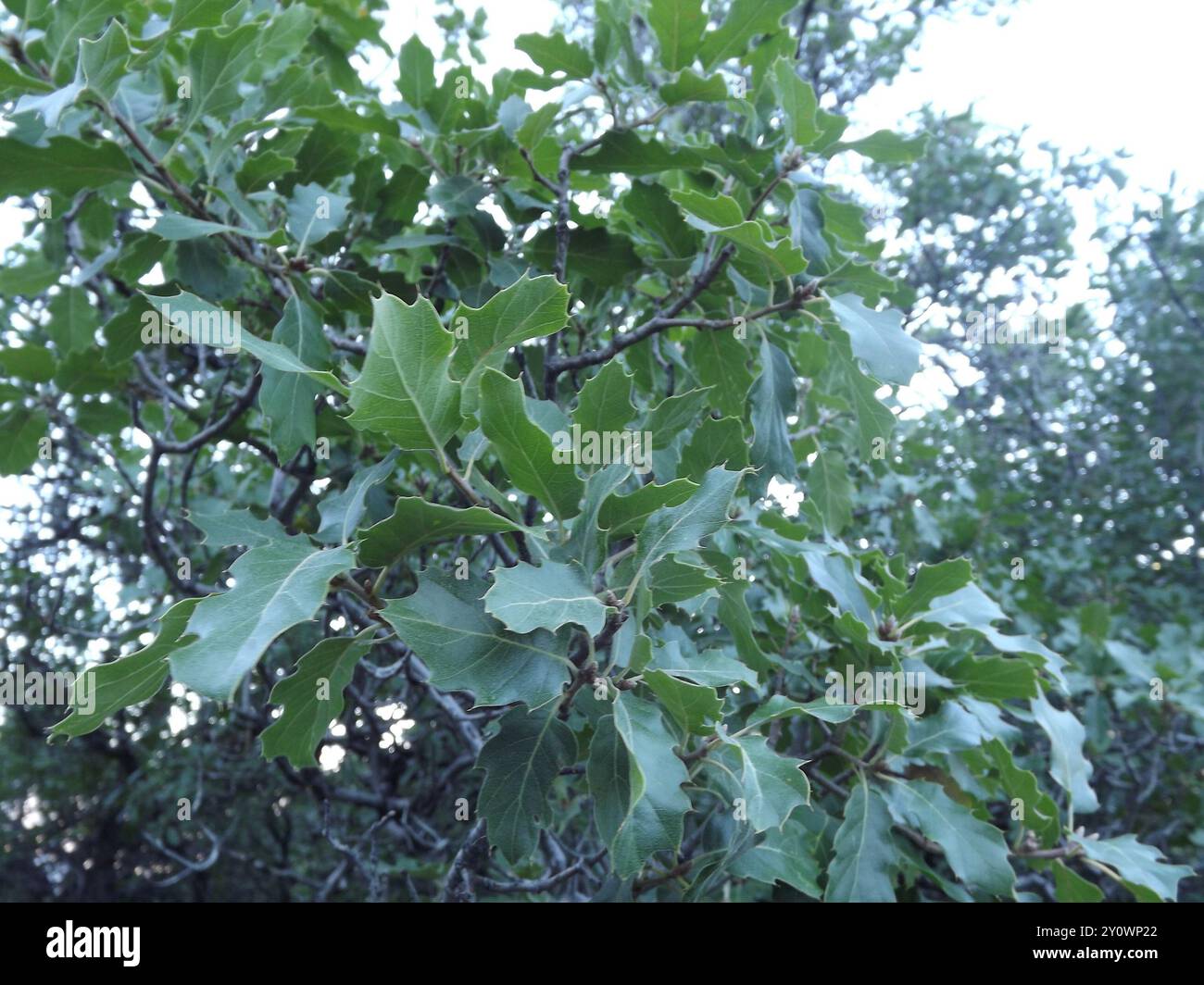 Oracle Oak (Quercus × morehus) Plantae Stock Photo - Alamy