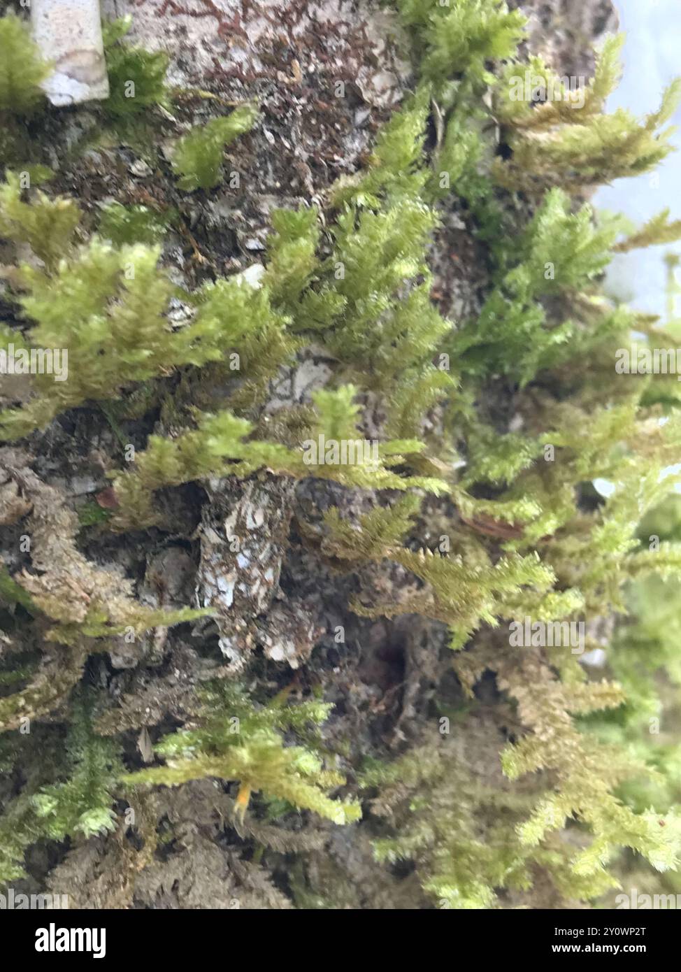 shingle moss (Neckera pennata) Plantae Stock Photo - Alamy