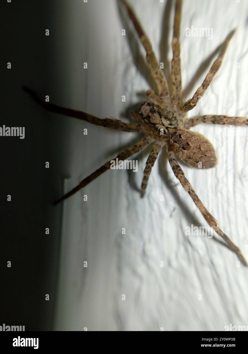 Mediterranean Spiny False Wolf Spider (Zoropsis spinimana) Arachnida ...