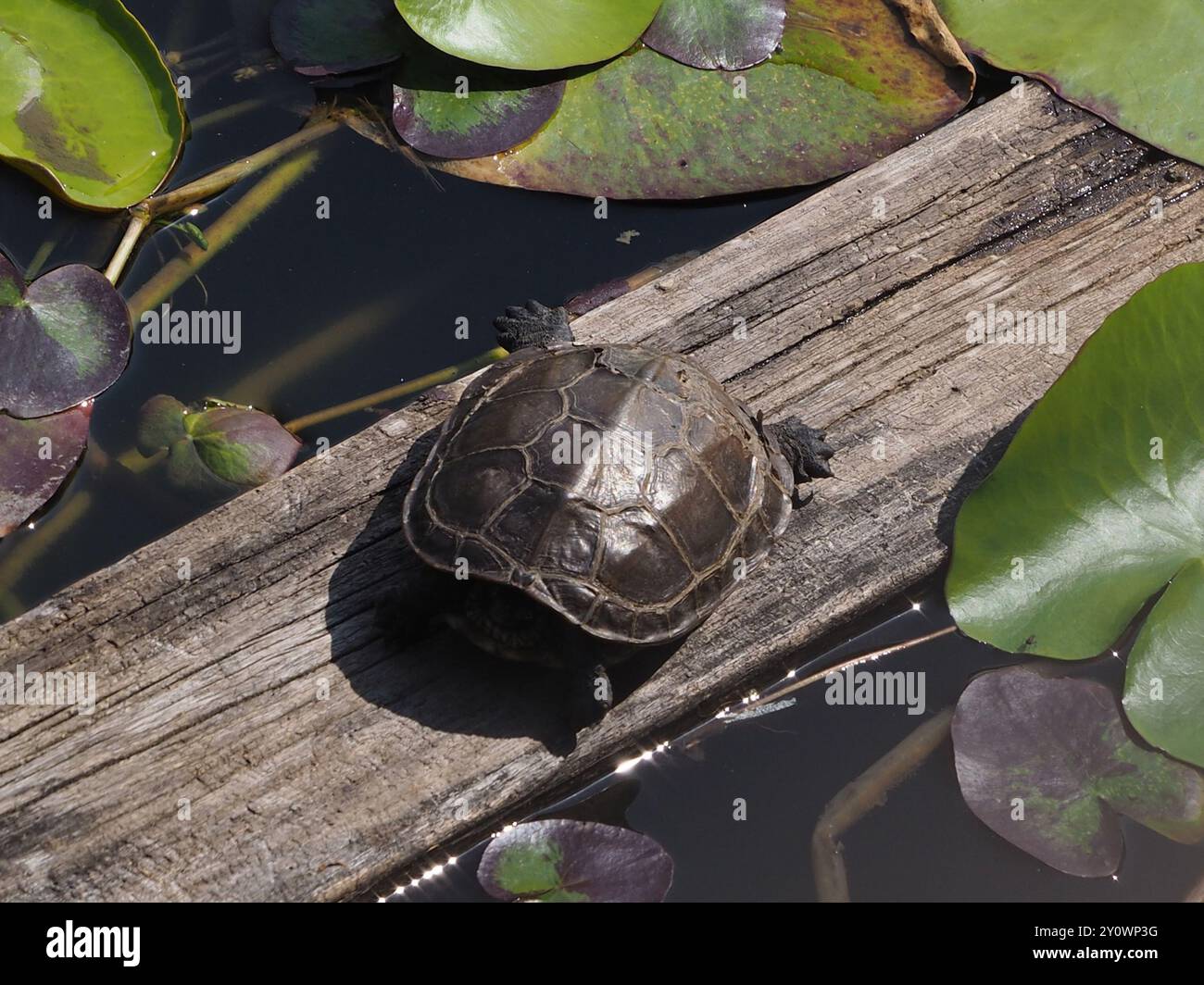Common thread turtle (Mauremys sinensis) Reptilia Stock Photo - Alamy