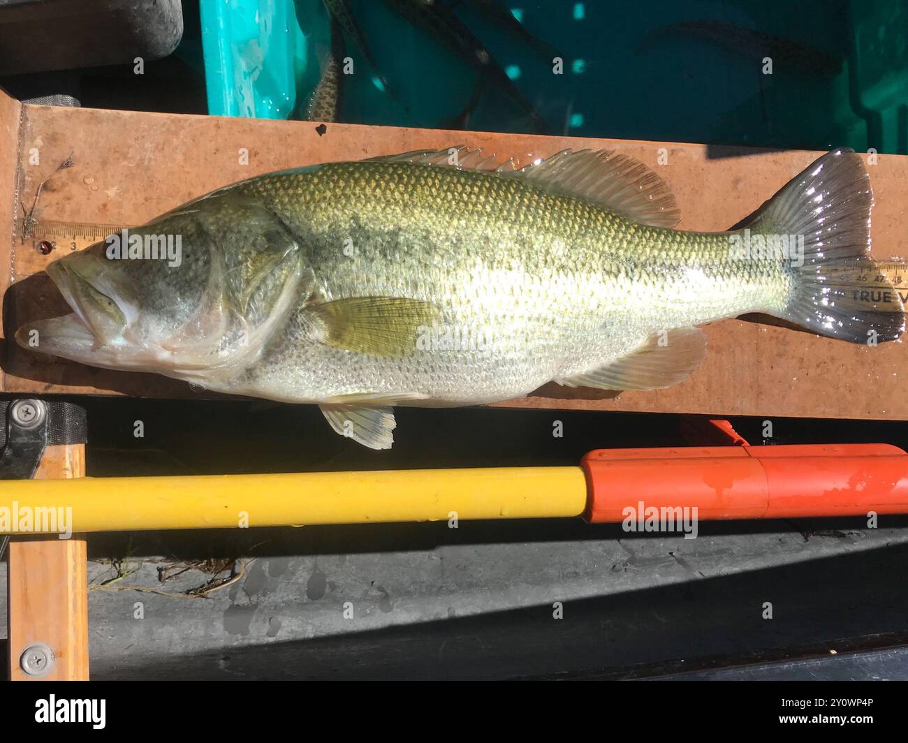 Largemouth Bass (Micropterus nigricans) Actinopterygii Stock Photo - Alamy