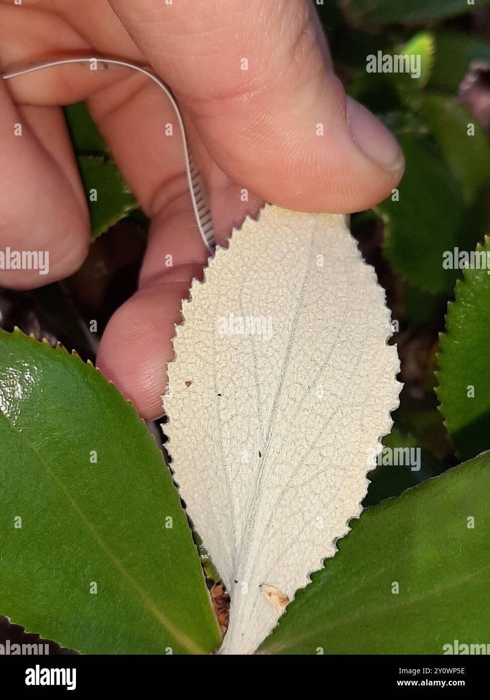 Leatherwood (Macrolearia colensoi) Plantae Stock Photo - Alamy