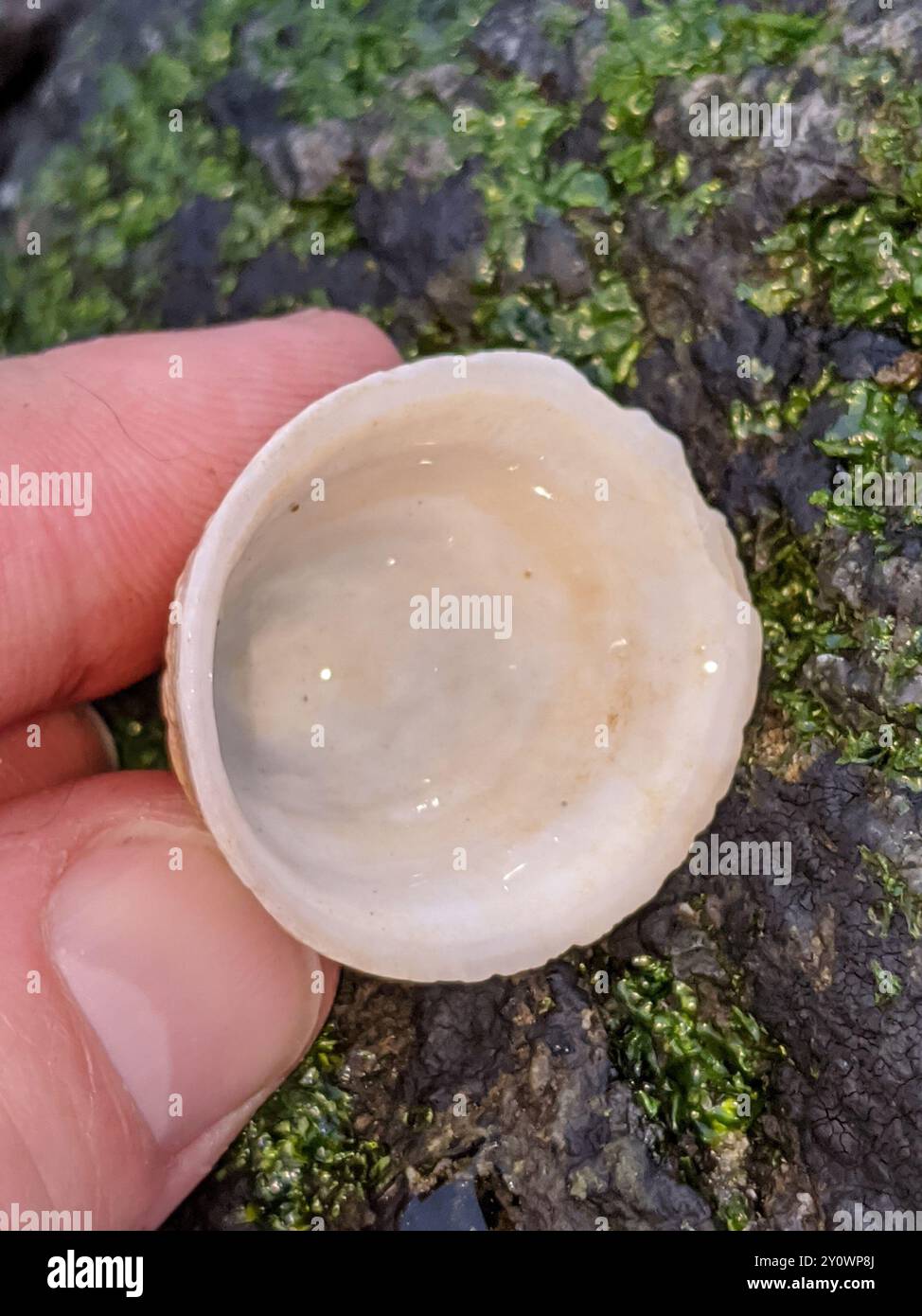 Whitecap Limpet (Acmaea mitra) Mollusca Stock Photo - Alamy