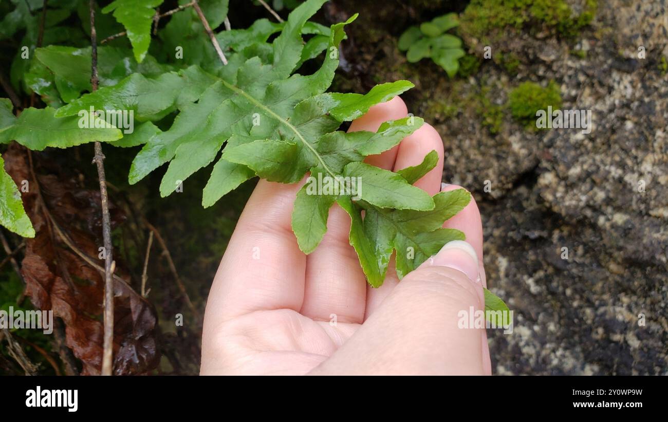 California Polypody (Polypodium californicum) Plantae Stock Photo - Alamy