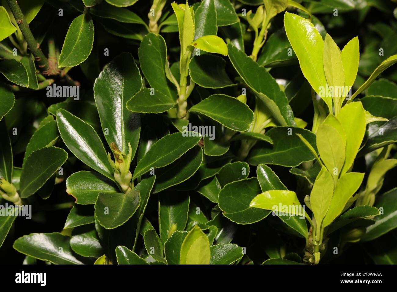 Japanese spindle tree (Euonymus japonicus) Plantae Stock Photo - Alamy