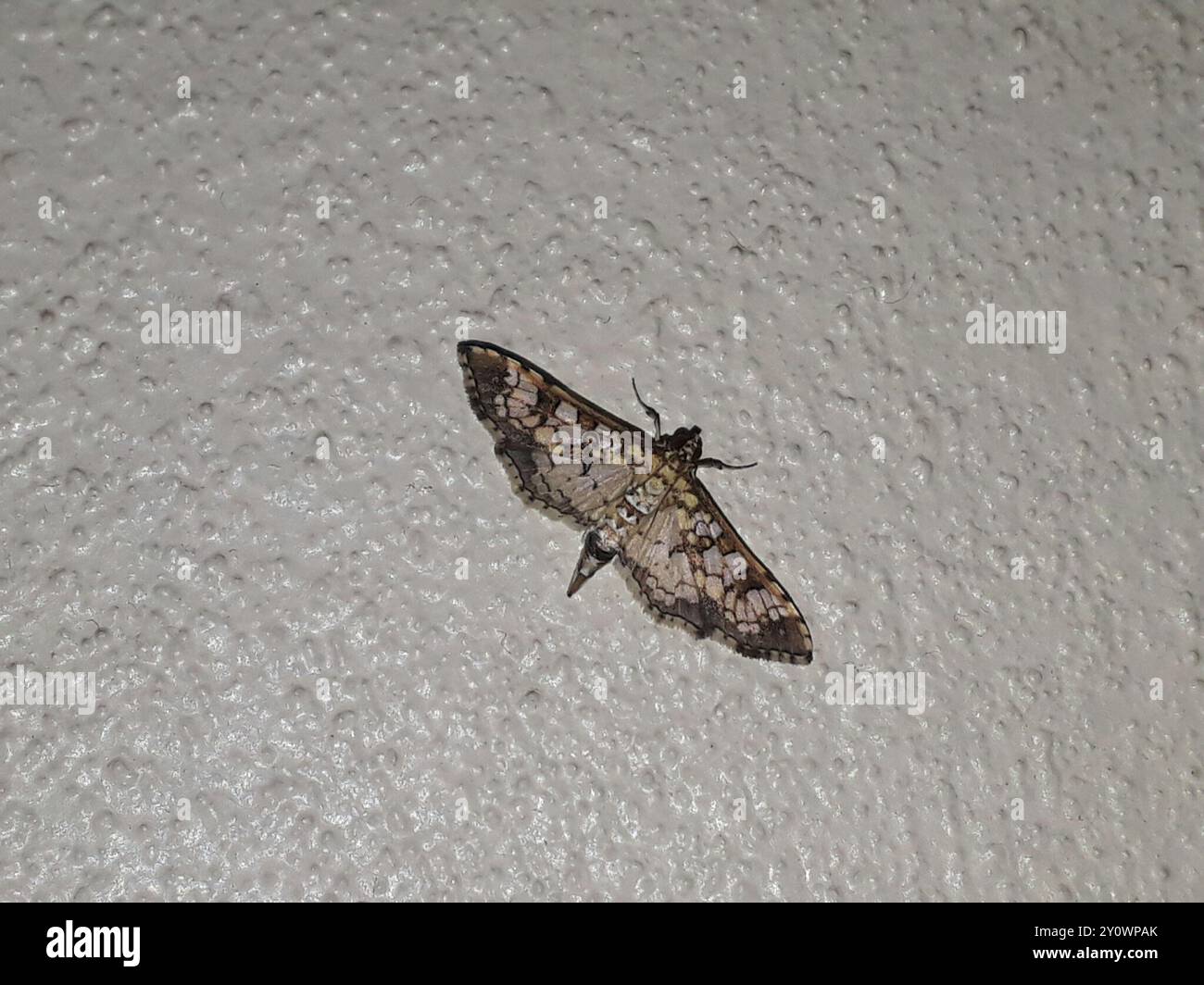 Assembly Moth (Samea ecclesialis) Insecta Stock Photo - Alamy