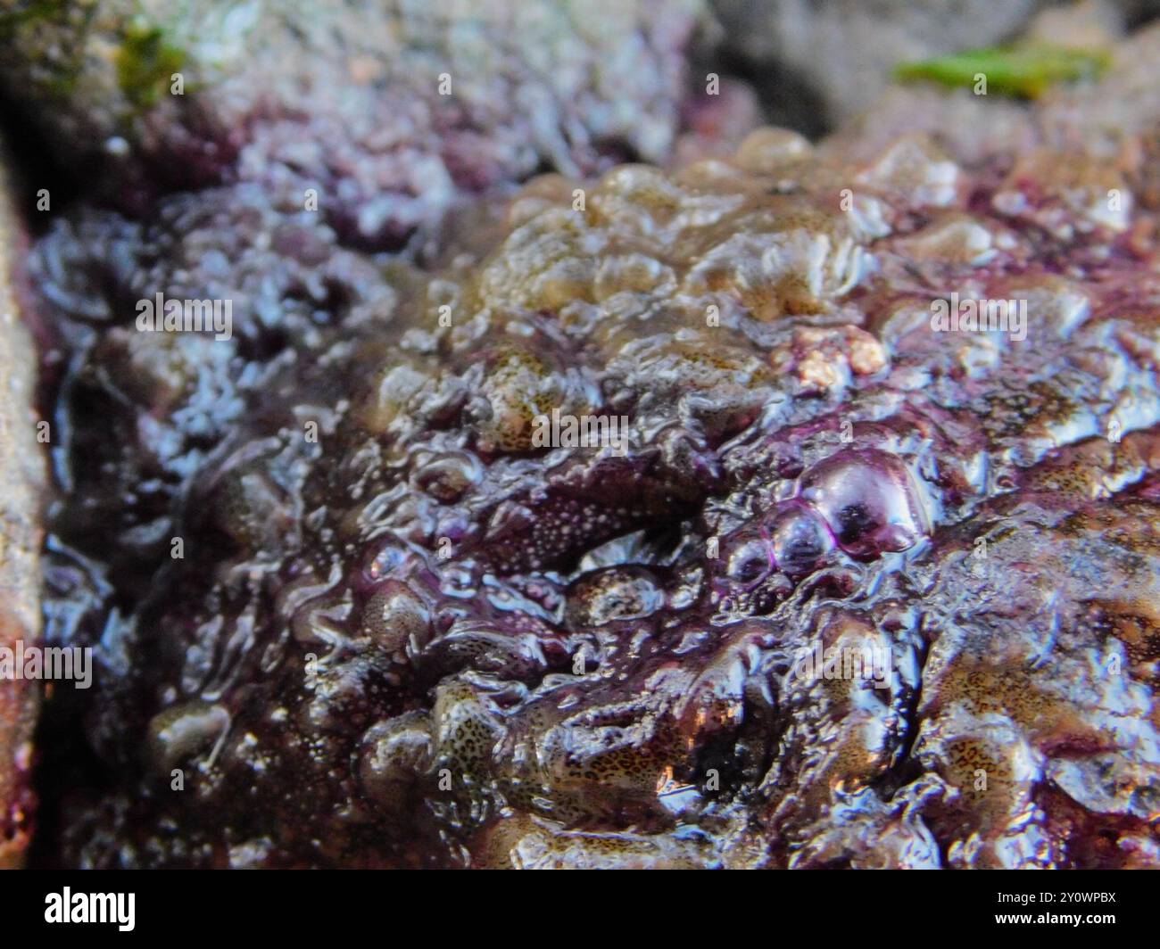 Sea Hares and Akera Snails (Aplysiida) Mollusca Stock Photo - Alamy