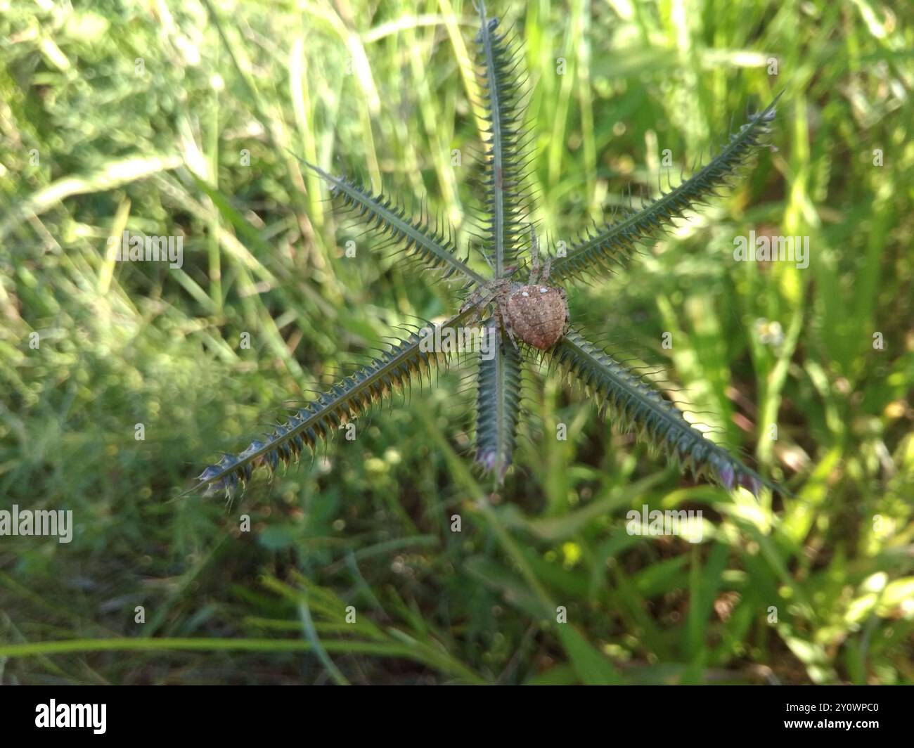 Spiky Field Spider (Pararaneus cyrtoscapus) Arachnida Stock Photo - Alamy