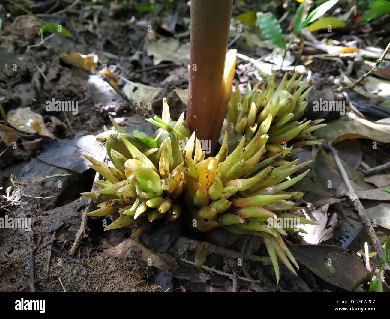 (Zingiber roseum) Plantae Stock Photo - Alamy