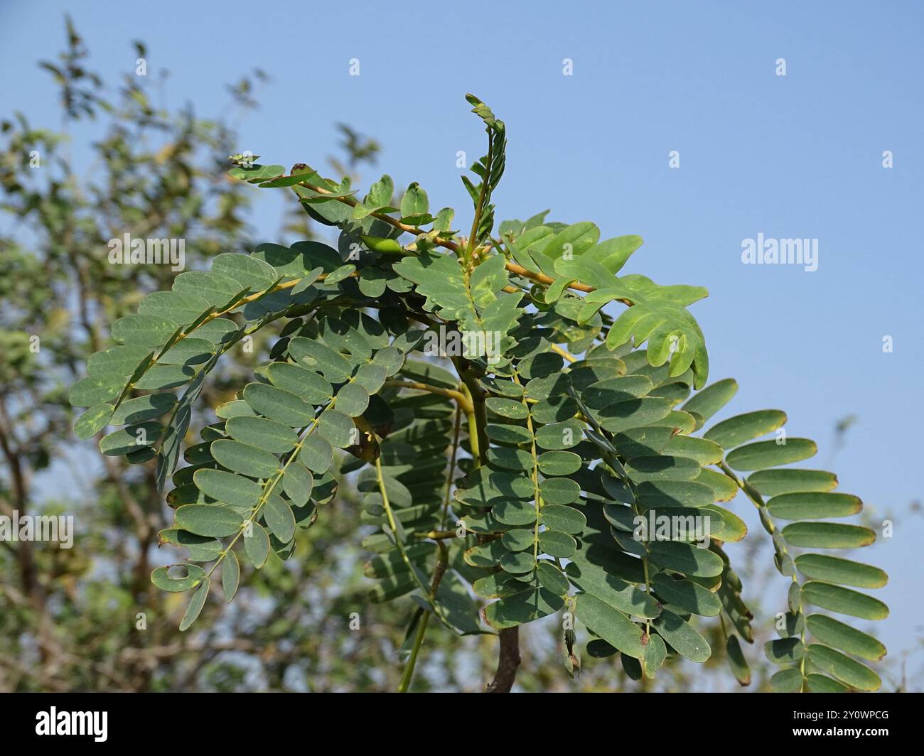 Agati (Sesbania grandiflora) Plantae Stock Photo - Alamy