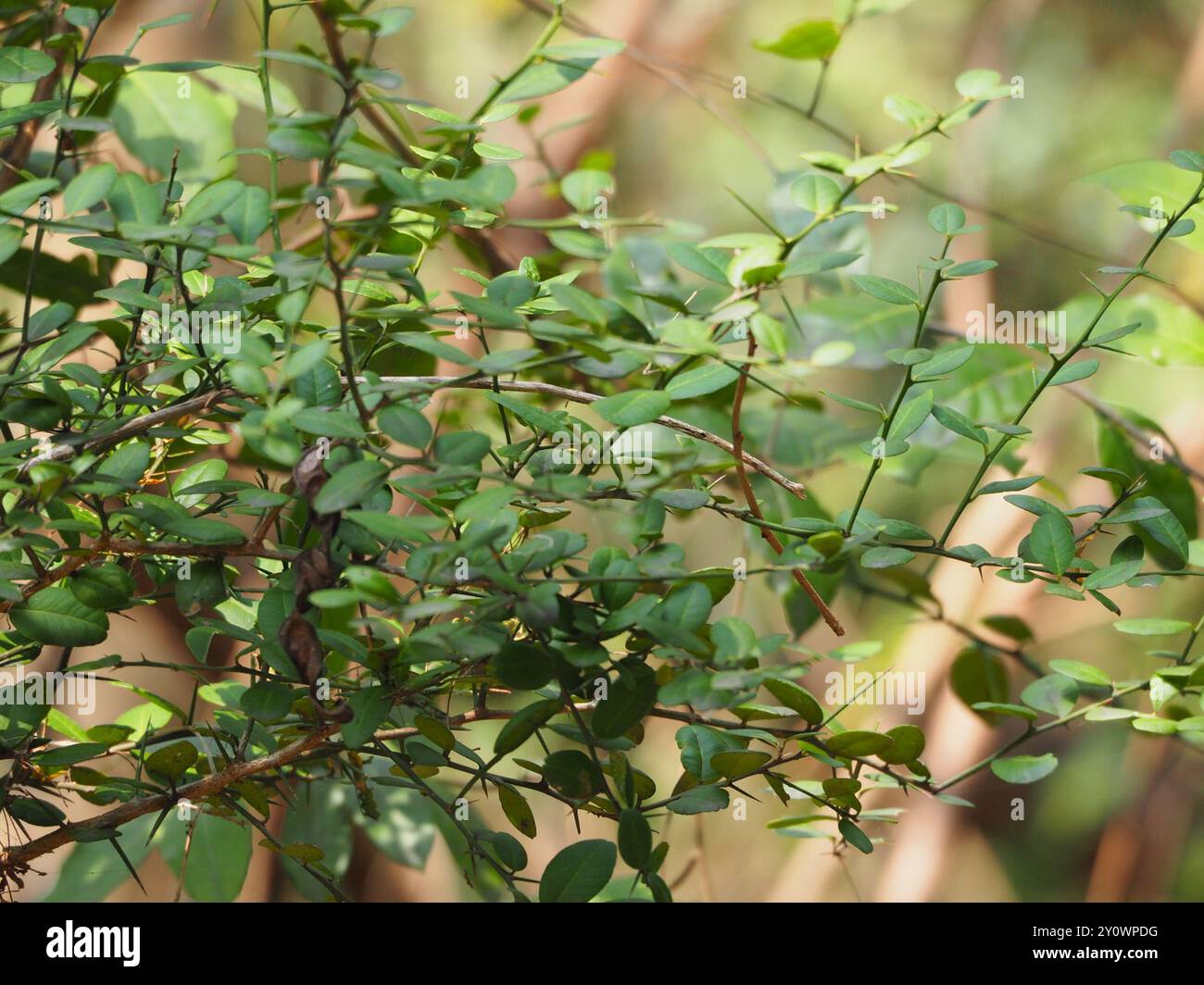 Chinese box-orange (Atalantia buxifolia) Plantae Stock Photo - Alamy
