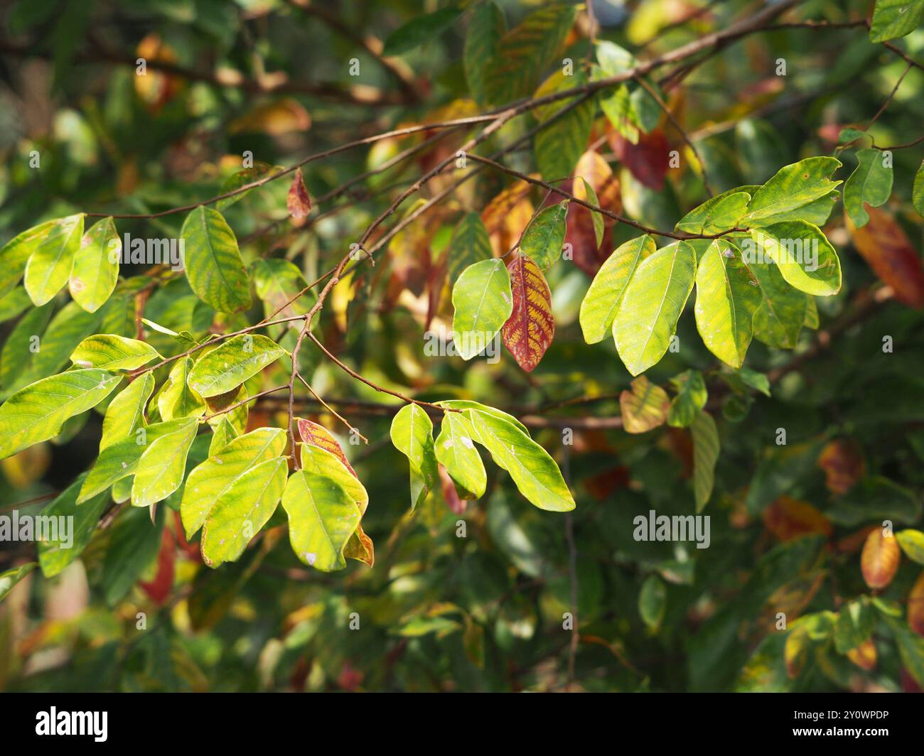 Pop-gun Seed (Bridelia tomentosa) Plantae Stock Photo - Alamy