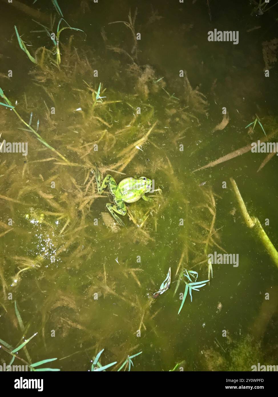Lesser Swimming Frog (Pseudis minuta) Amphibia Stock Photo - Alamy