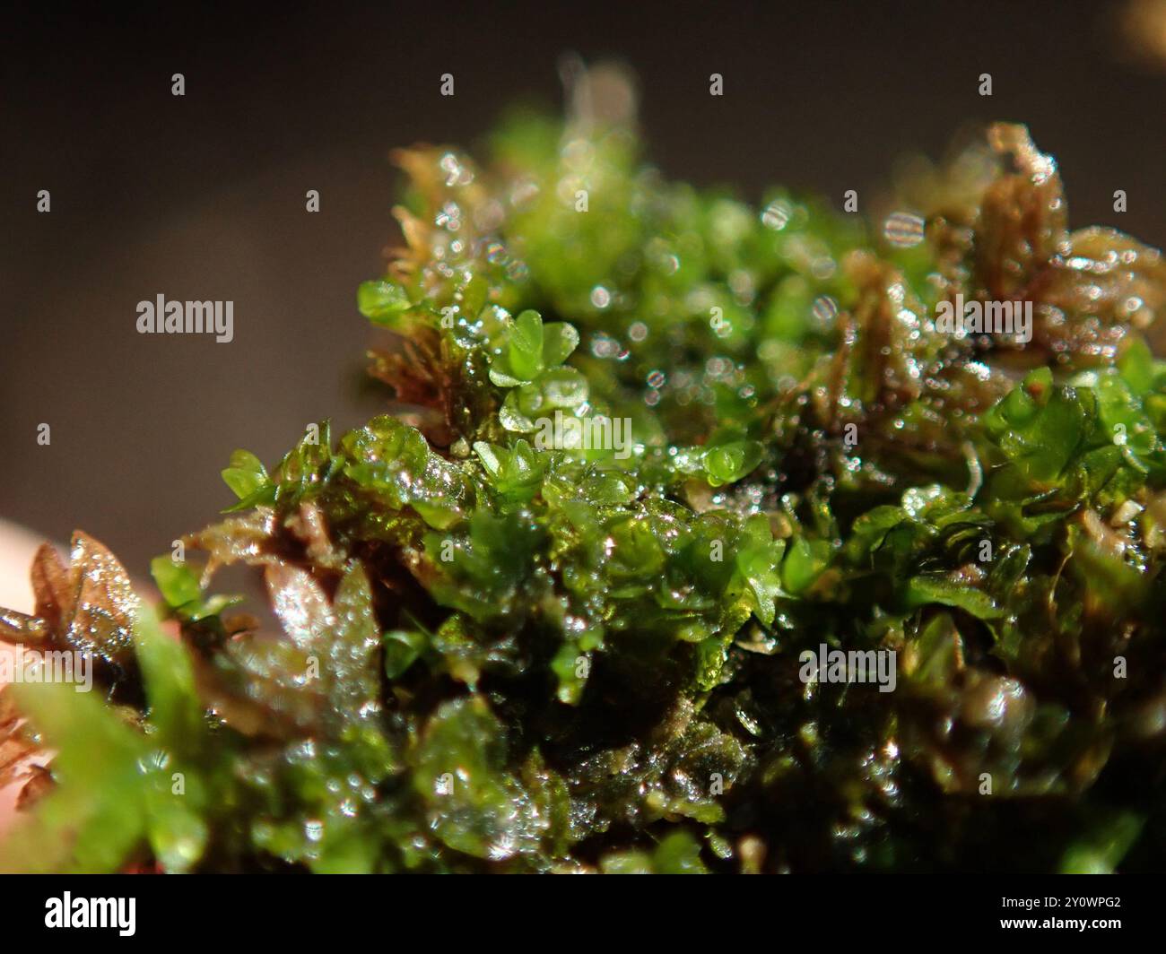 Dwarf Flapwort (Jungermannia pumila) Plantae Stock Photo - Alamy