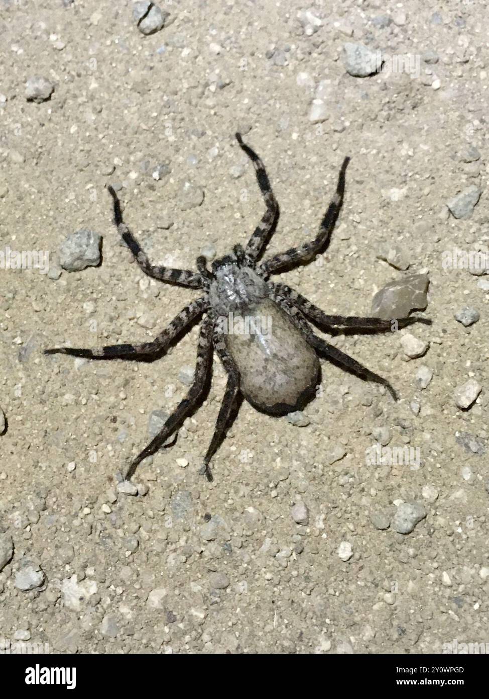 Crescent-eyed Spiders (Selenops) Arachnida Stock Photo - Alamy