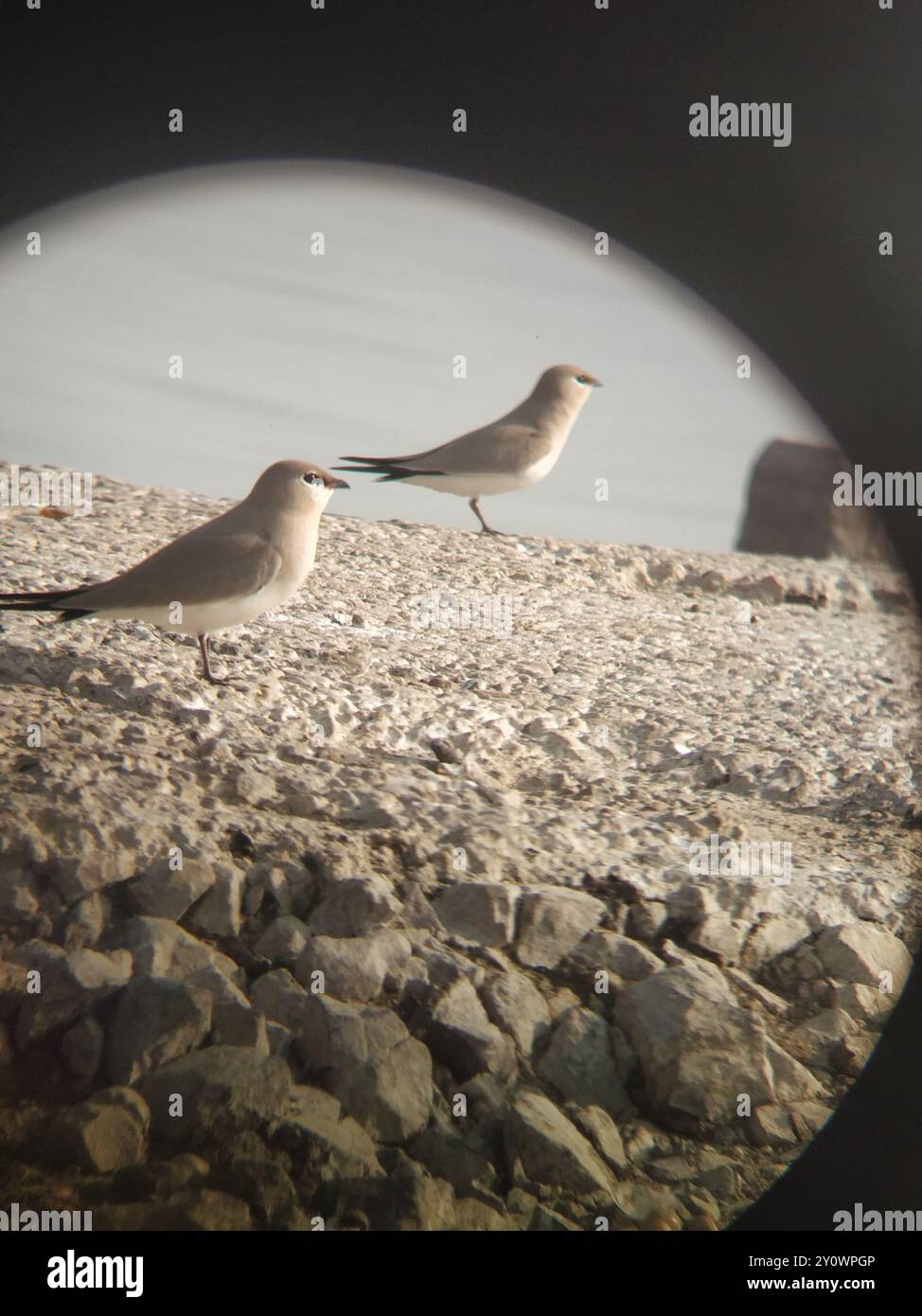 Small Pratincole (Glareola lactea) Aves Stock Photo - Alamy