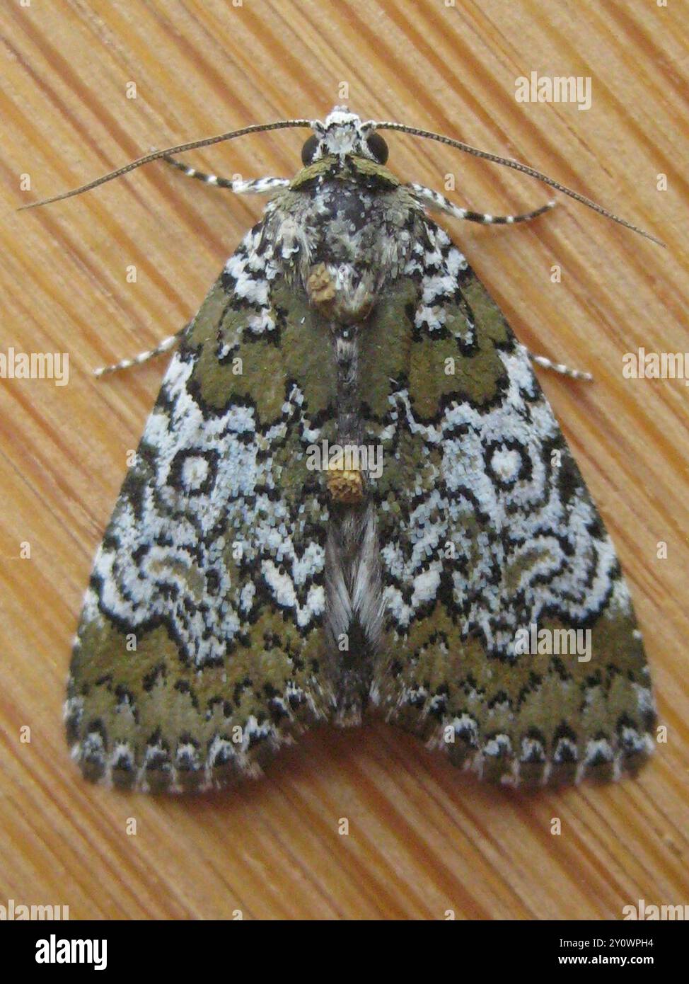 Owl-eyed Bird Dropping Moth (Cerma cora) Insecta Stock Photo - Alamy