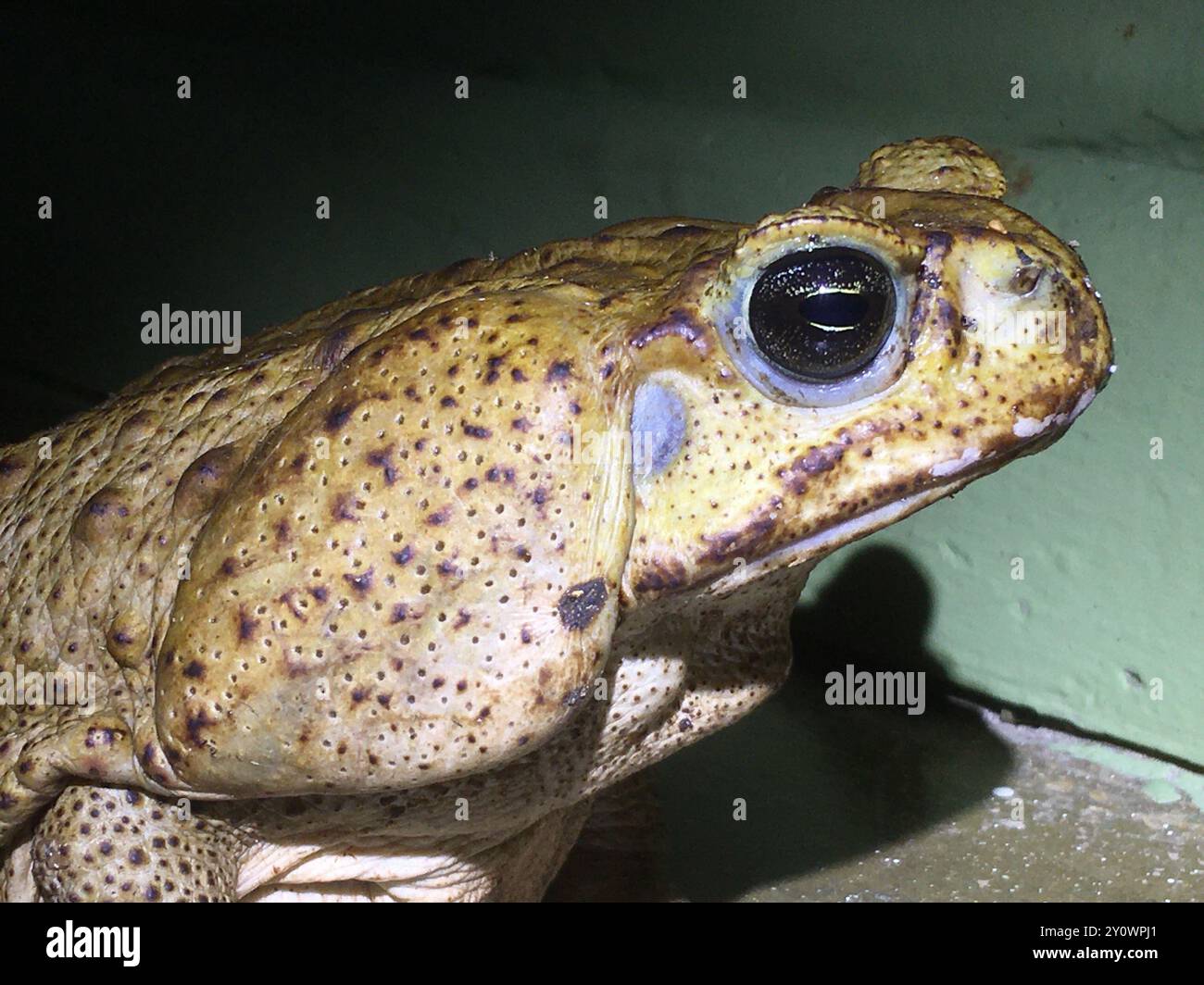 Giant Toad (Rhinella horribilis) Amphibia Stock Photo - Alamy