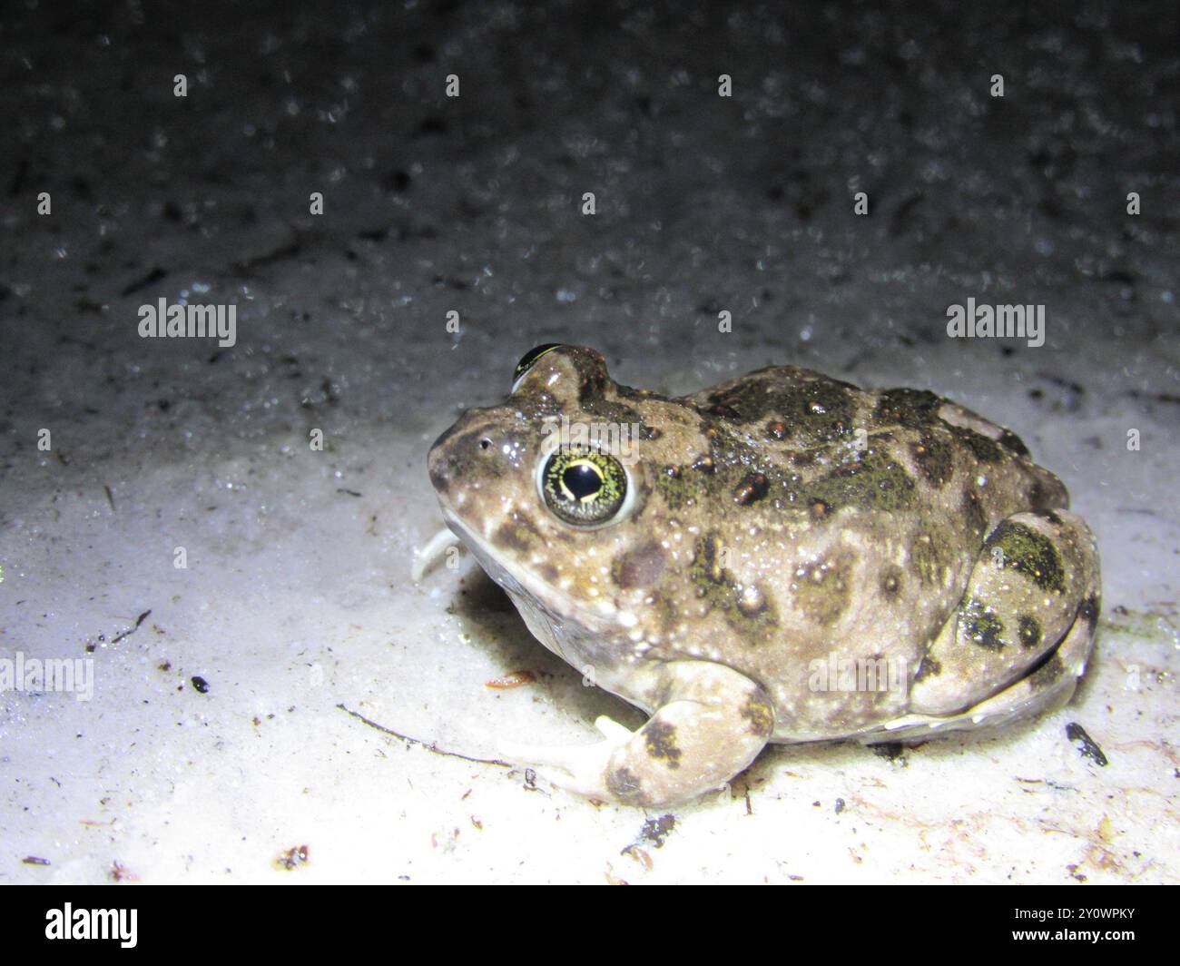 Cape sand frog (Tomopterna delalandii) Amphibia Stock Photo - Alamy