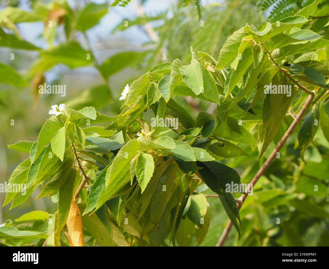 calabur tree (Muntingia calabura) Plantae Stock Photo - Alamy