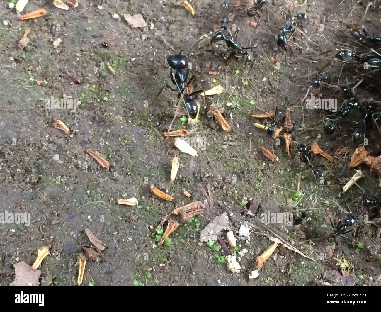(Labidus praedator) Insecta Stock Photo - Alamy