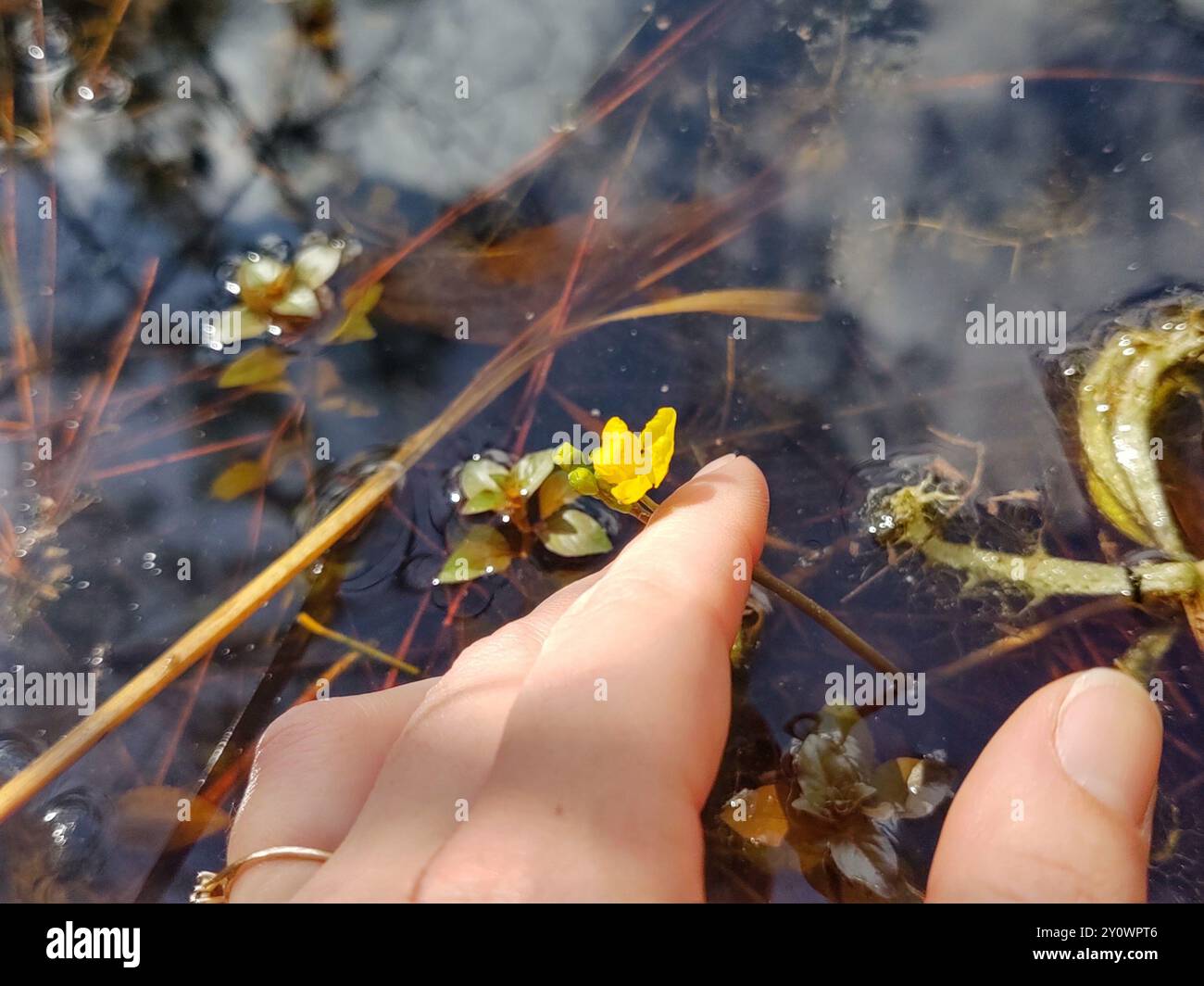 swollen bladderwort (Utricularia inflata) Plantae Stock Photo - Alamy