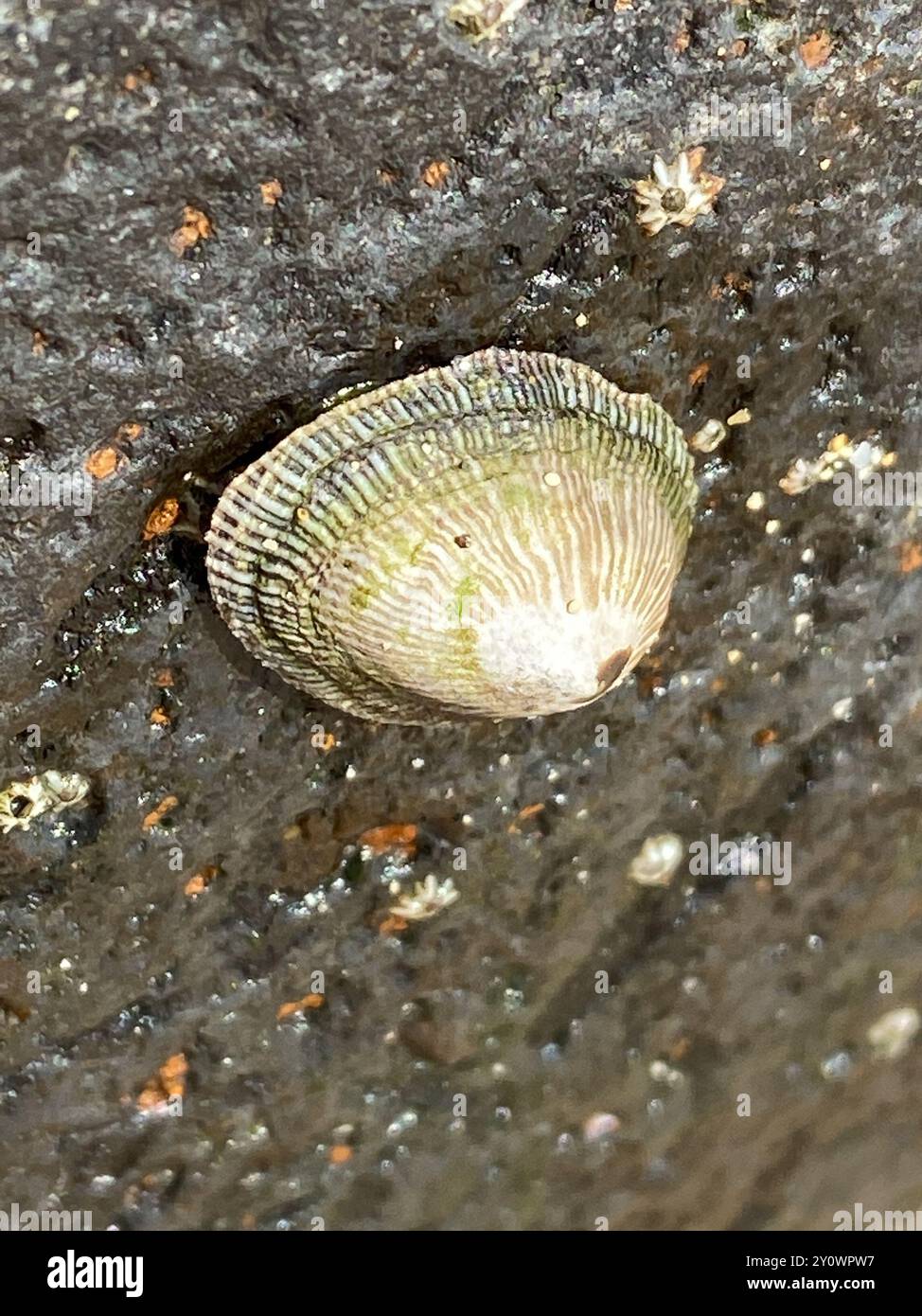 (Siphonaria pectinata) Mollusca Stock Photo - Alamy