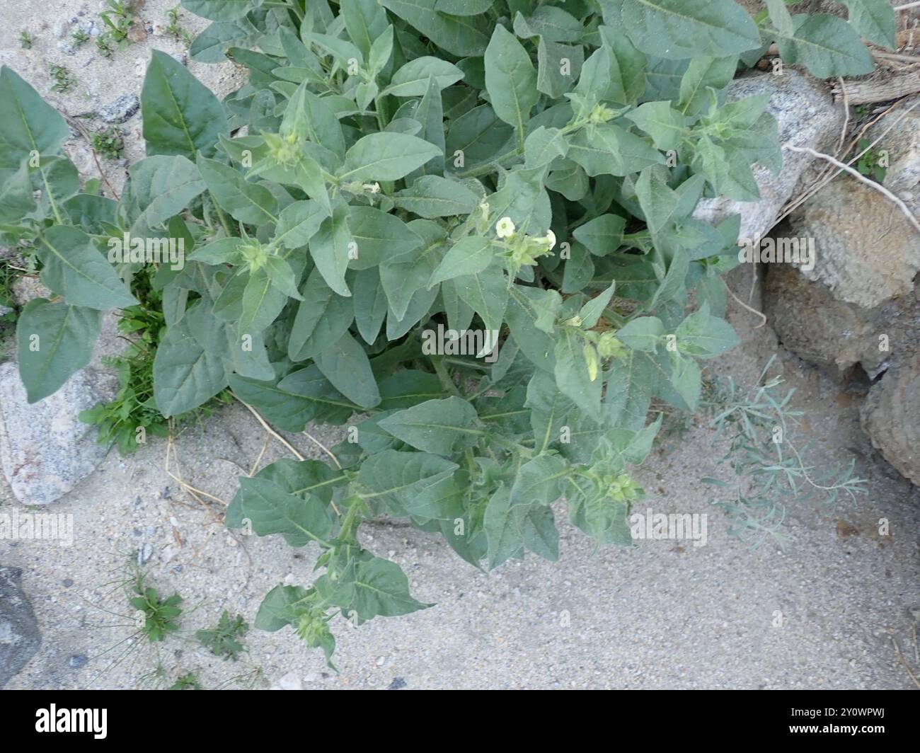 desert tobacco (Nicotiana obtusifolia) Plantae Stock Photo - Alamy