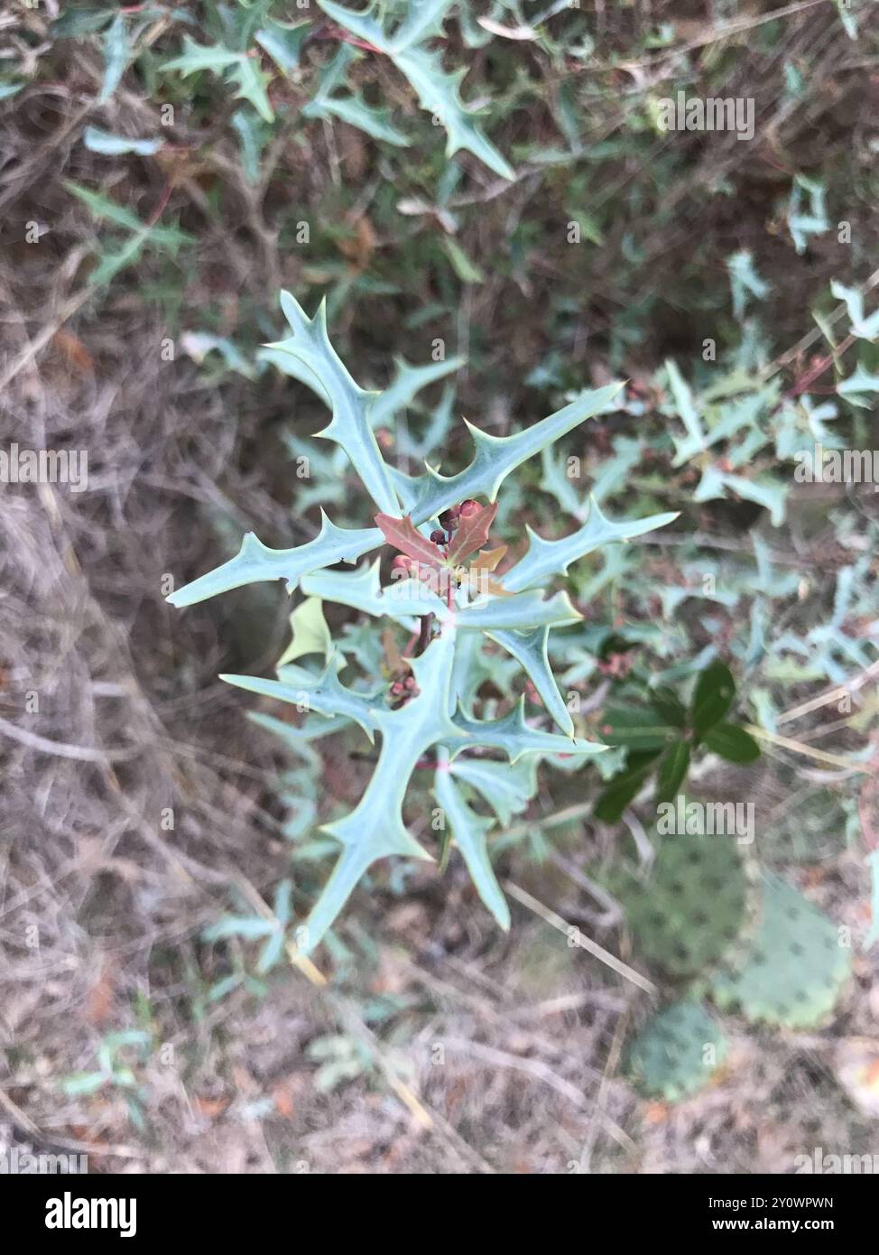 Agarita (Berberis trifoliolata) Plantae Stock Photo - Alamy