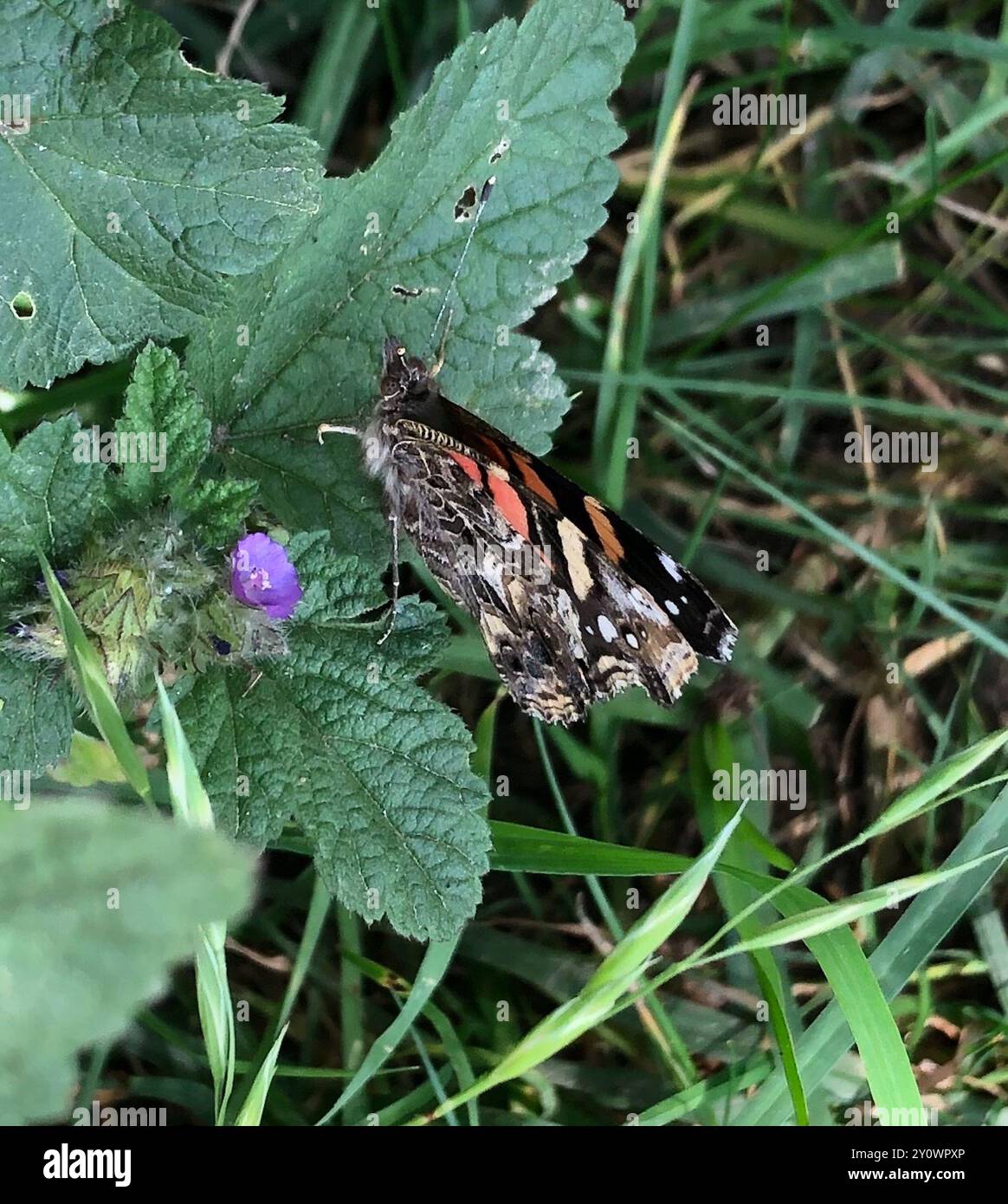 Subtropical Lady (Vanessa carye) Insecta Stock Photo - Alamy