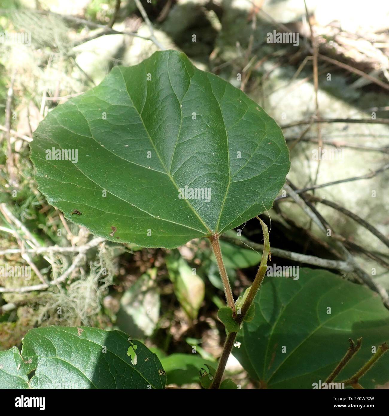 Round-Leaved Wild-Mulberry (Trimeria grandifolia grandifolia) Plantae ...