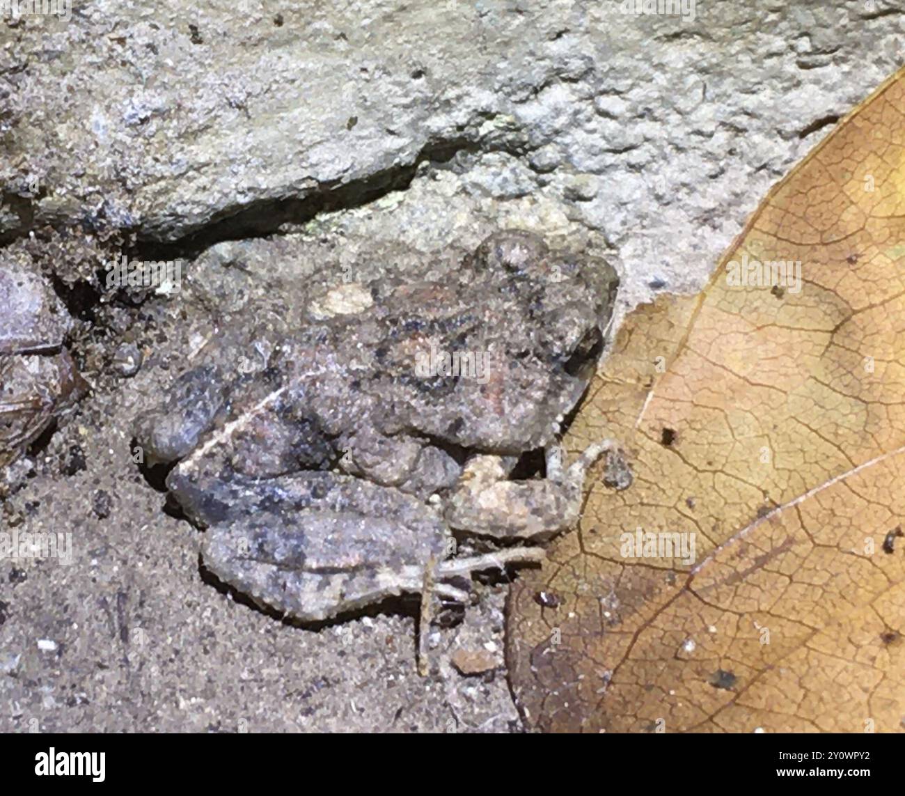 Túngara Frog (Engystomops pustulosus) Amphibia Stock Photo - Alamy