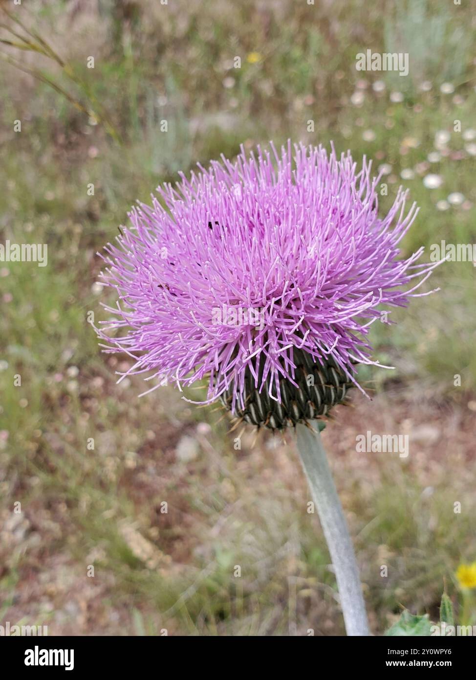 wavyleaf thistle (Cirsium undulatum) Plantae Stock Photo - Alamy